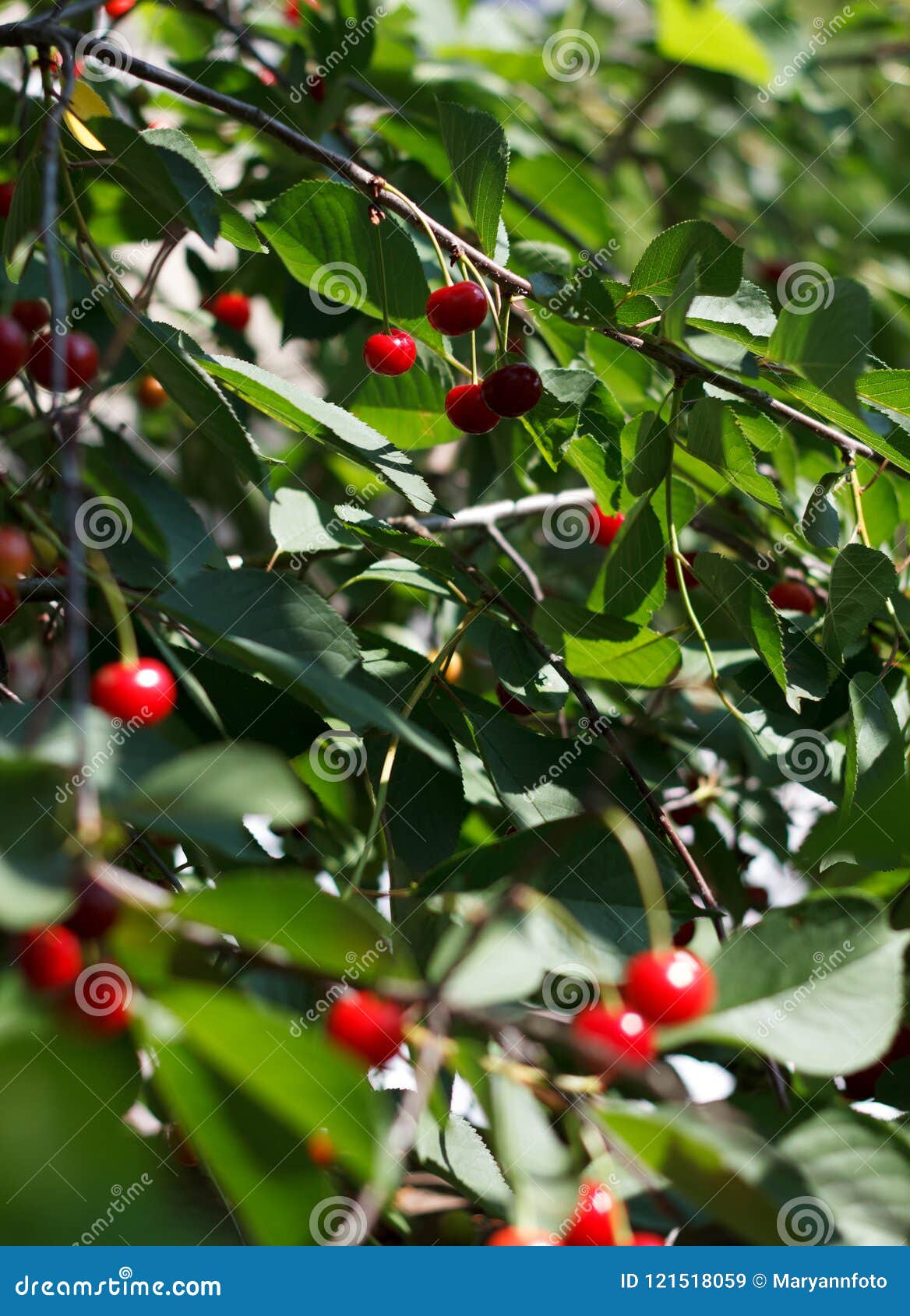 Cherry orchard stock image. Image of june, bunch, colored - 121518059