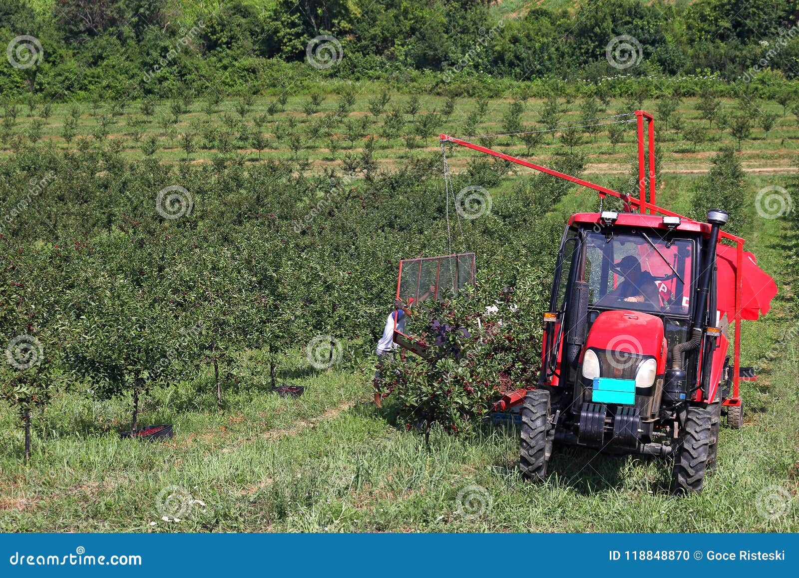 Cherry Orchard Farmers with Harvesting Machine Stock Photo - Image of ...