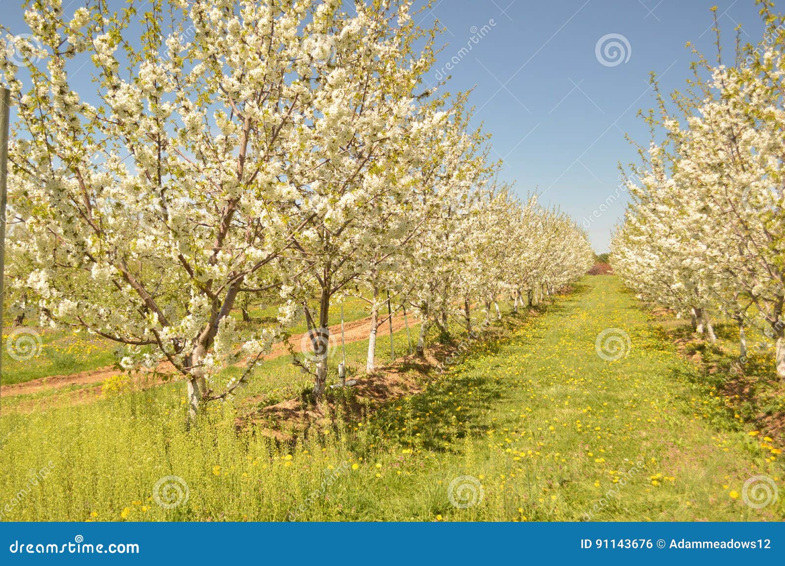 Cherry orchard stock photo. Image of skyline, full, trees - 91143676