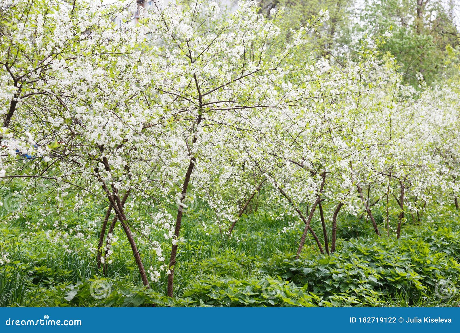 Cherry Orchard at Full Bloom Stock Photo - Image of focus, bloom: 182719122