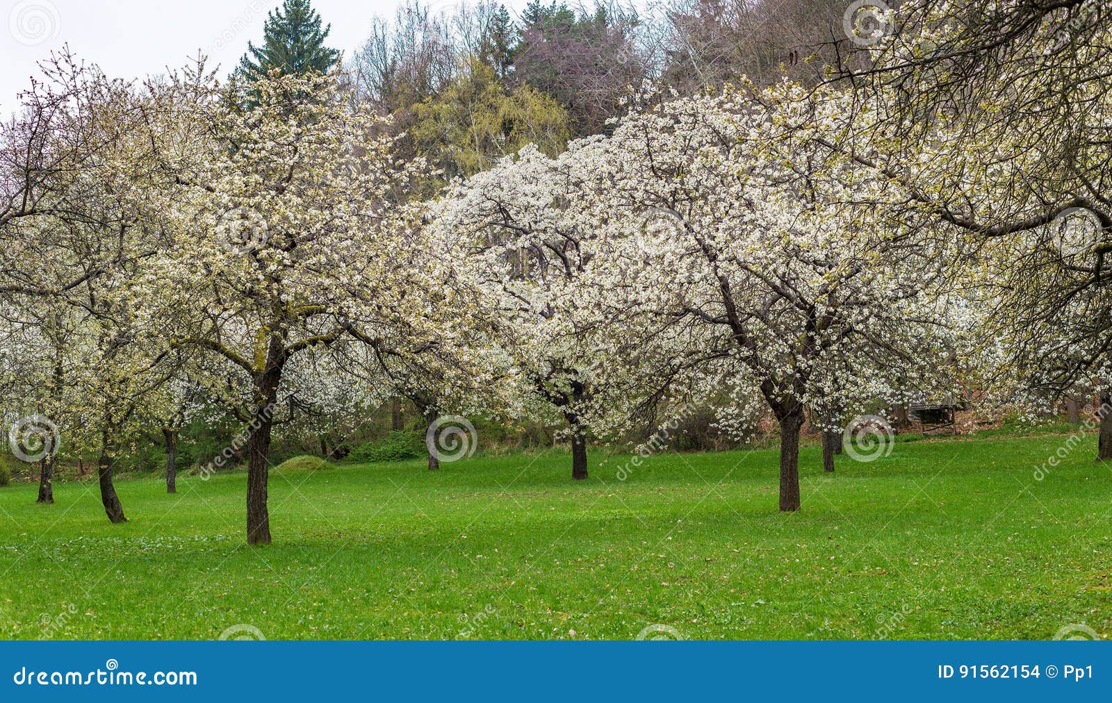 Cherry Orchard Park Sakura Trees in Bloom Spring Panorama Stock Photo ...