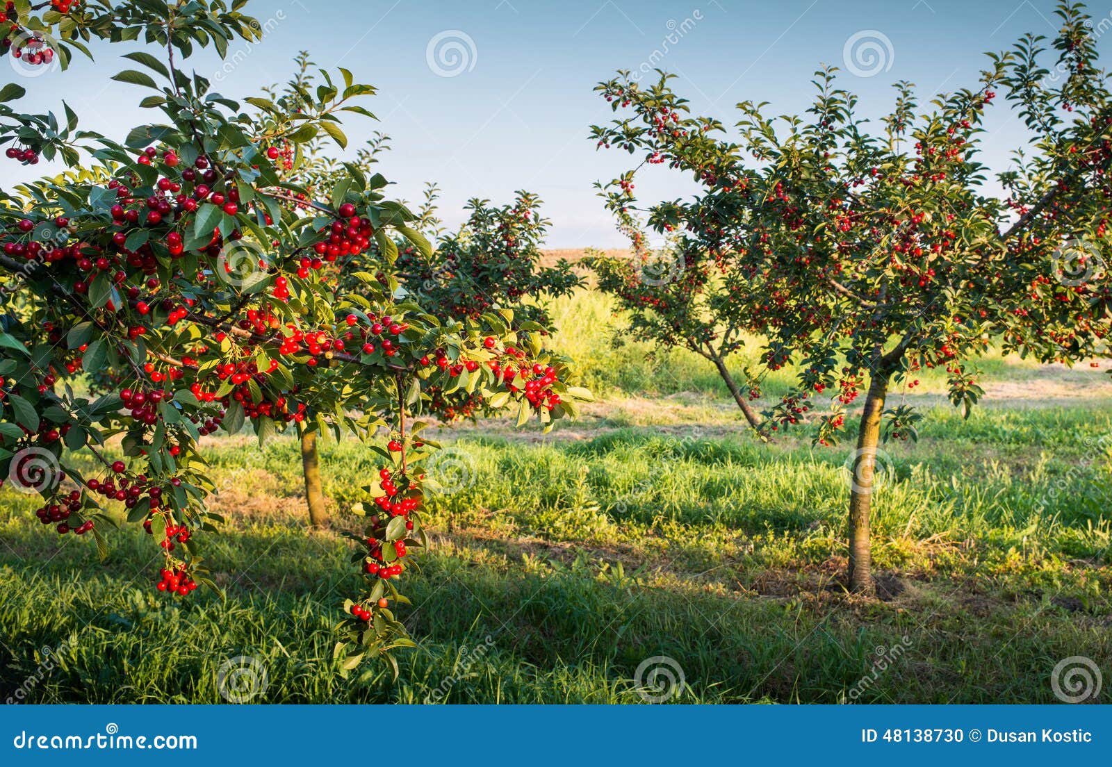 Cherry orchard stock photo. Image of plant, full, organic - 48138730