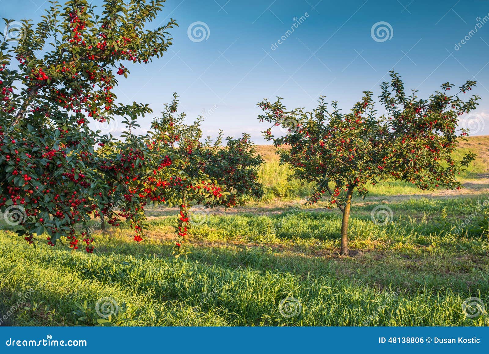 Cherry orchard stock photo. Image of season, food, cherry - 48138806