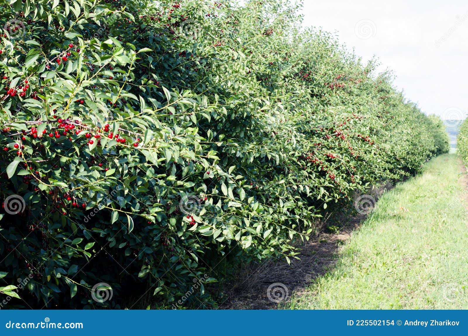 The Cherry Orchard. Rows of Cherry Trees in Summer. Stock Photo - Image ...
