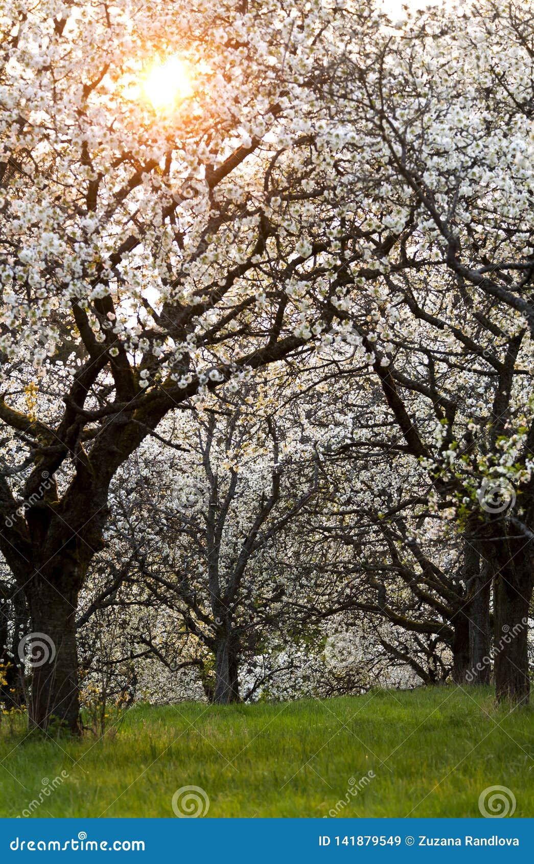 Cherry orchard in spring stock image. Image of green - 141879549