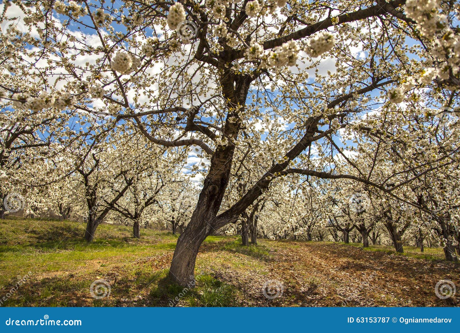Cherry Orchard in the Spring Stock Image - Image of green, beautiful ...
