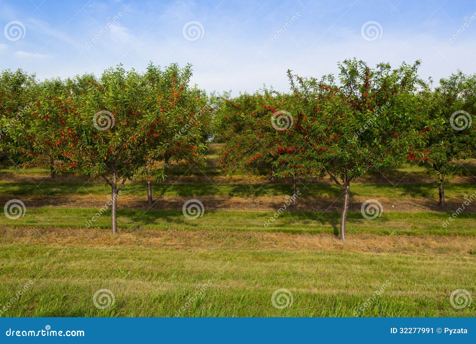Cherry orchard stock image. Image of fruit, green, cherry - 32277991