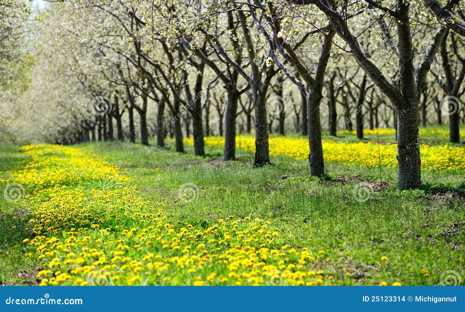 Cherry Orchard Traverse City, Michigan Stock Photo - Image of branches ...