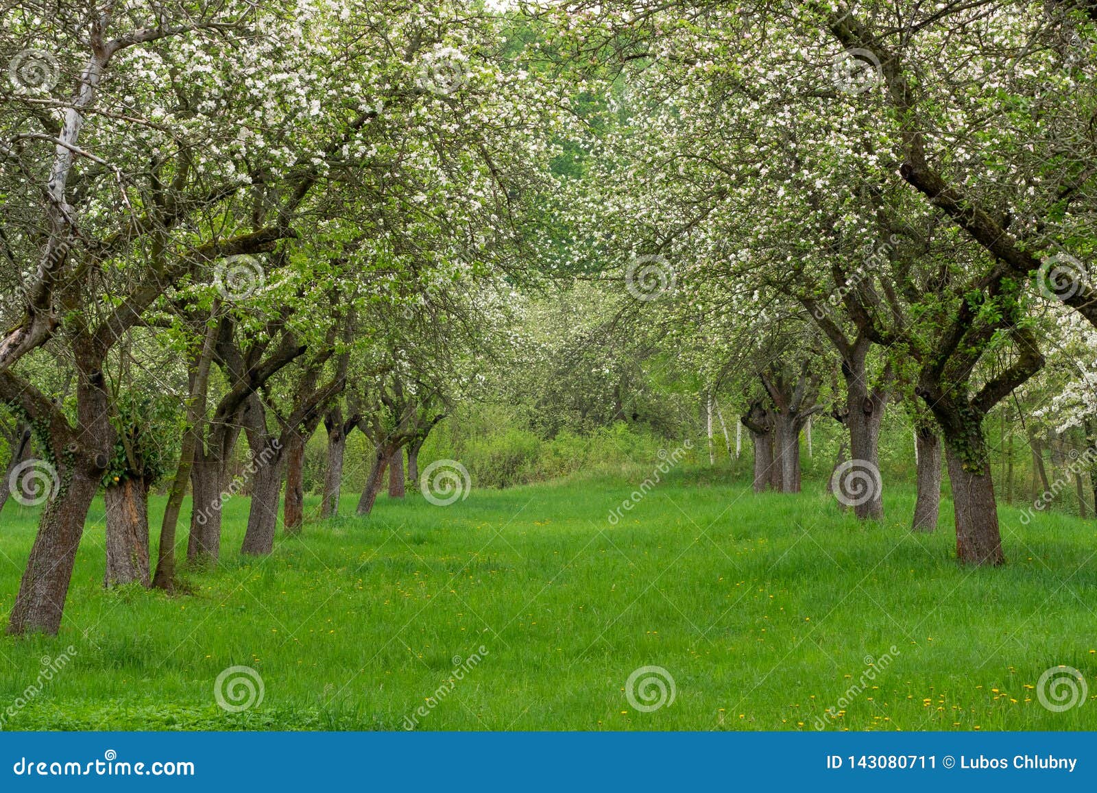 Cherry Orchard. Tree Trunk Cherry in a Row Stock Image - Image of ...