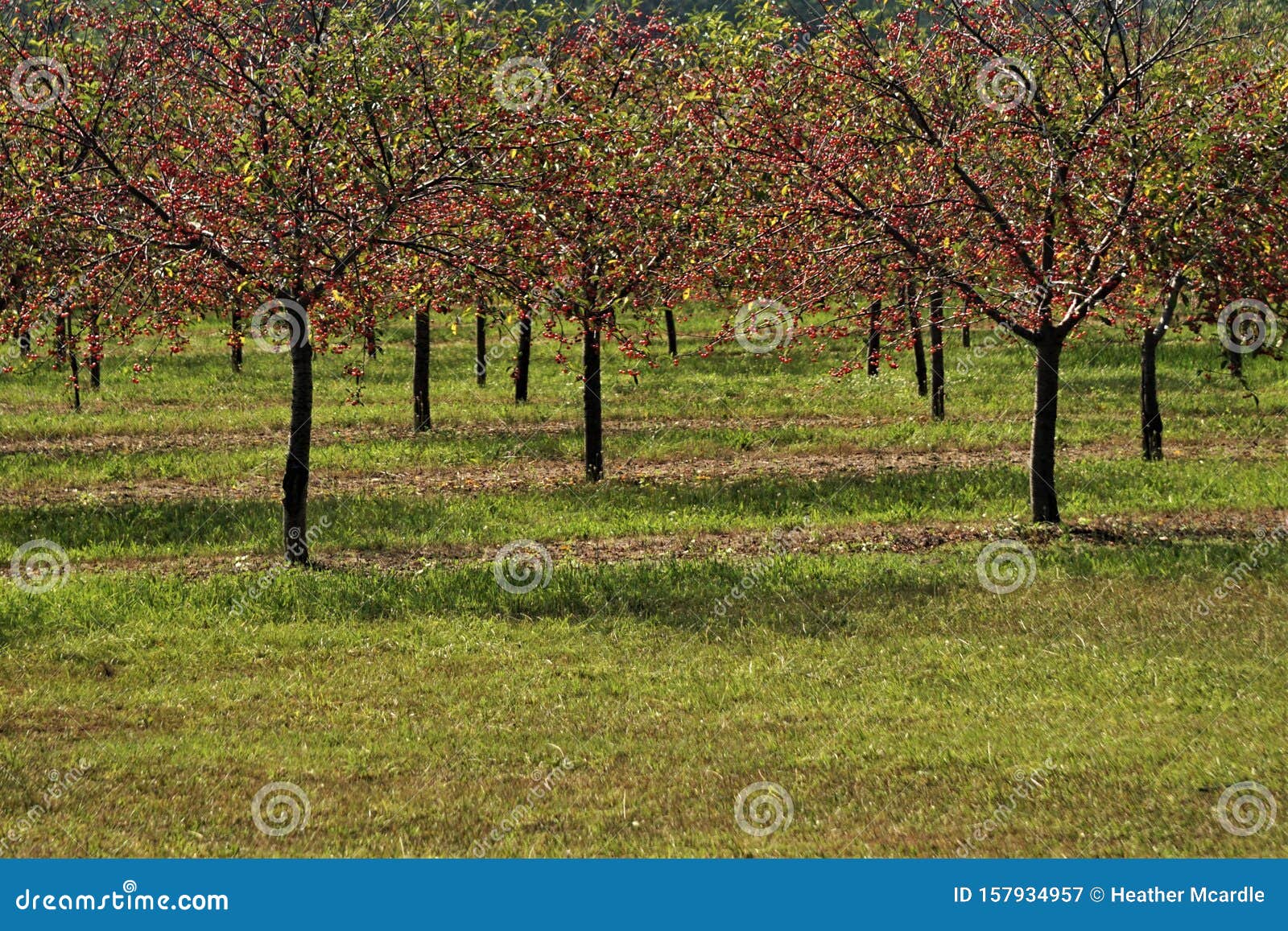 Cherry Orchard Trees with Fruit Yield Stock Image - Image of forever ...