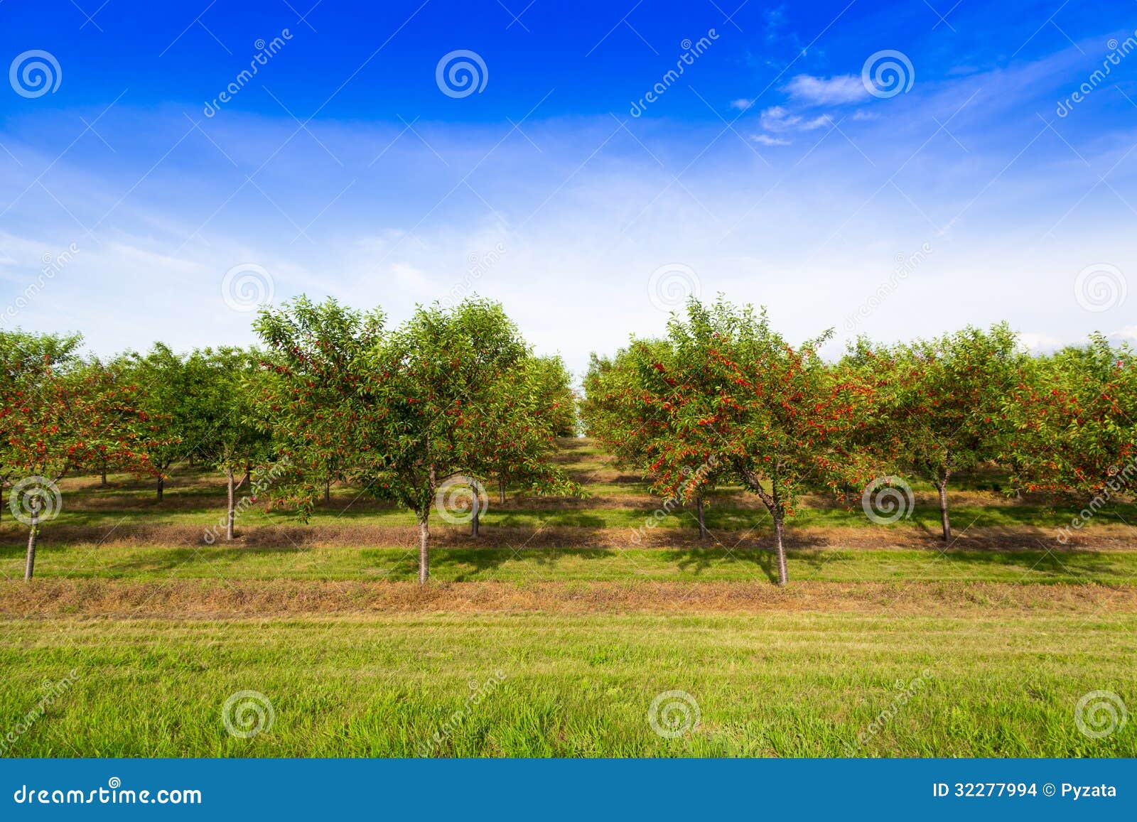 Cherry orchard stock photo. Image of tart, juicy, fruit - 32277994