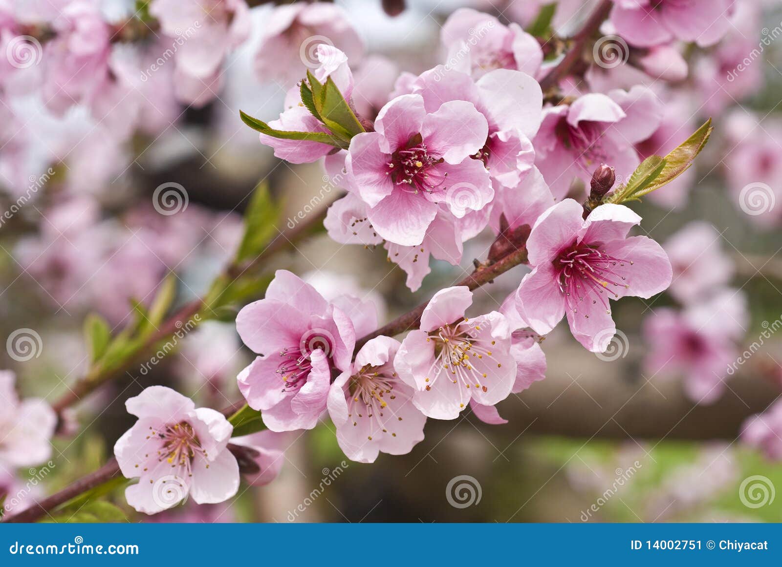 Cherry Orchards in the Spring Stock Image - Image of cherry, fruit ...