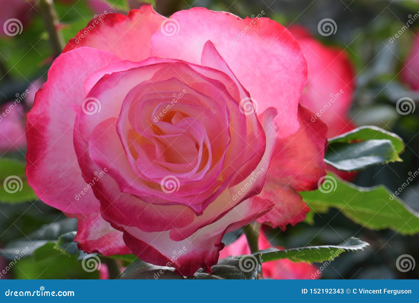 Cherry Parfait Rose 01 stock image. Image of parfait - 152192343