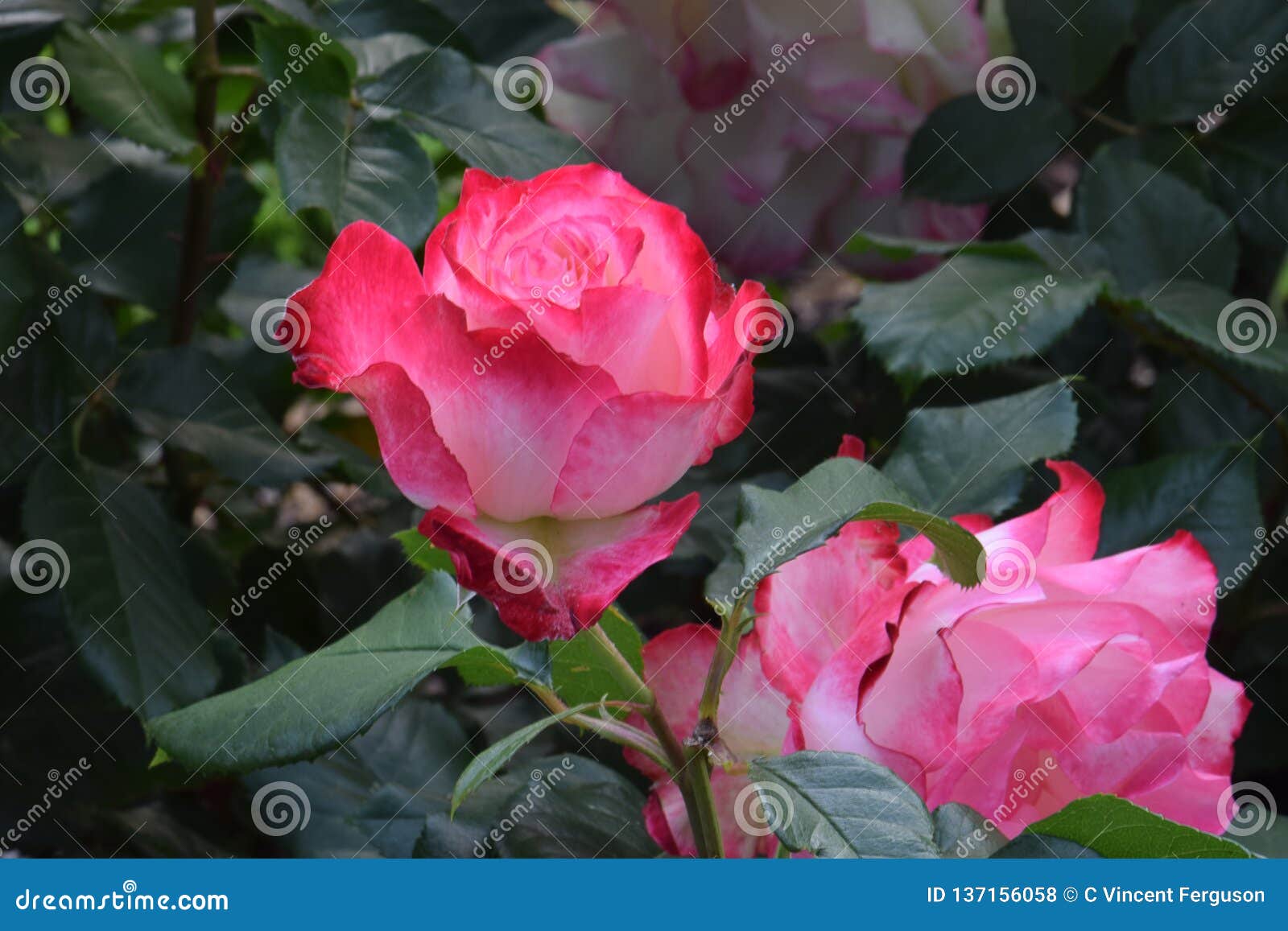 Cherry Parfait Rose Flower Profile on Stem Stock Photo - Image of ...