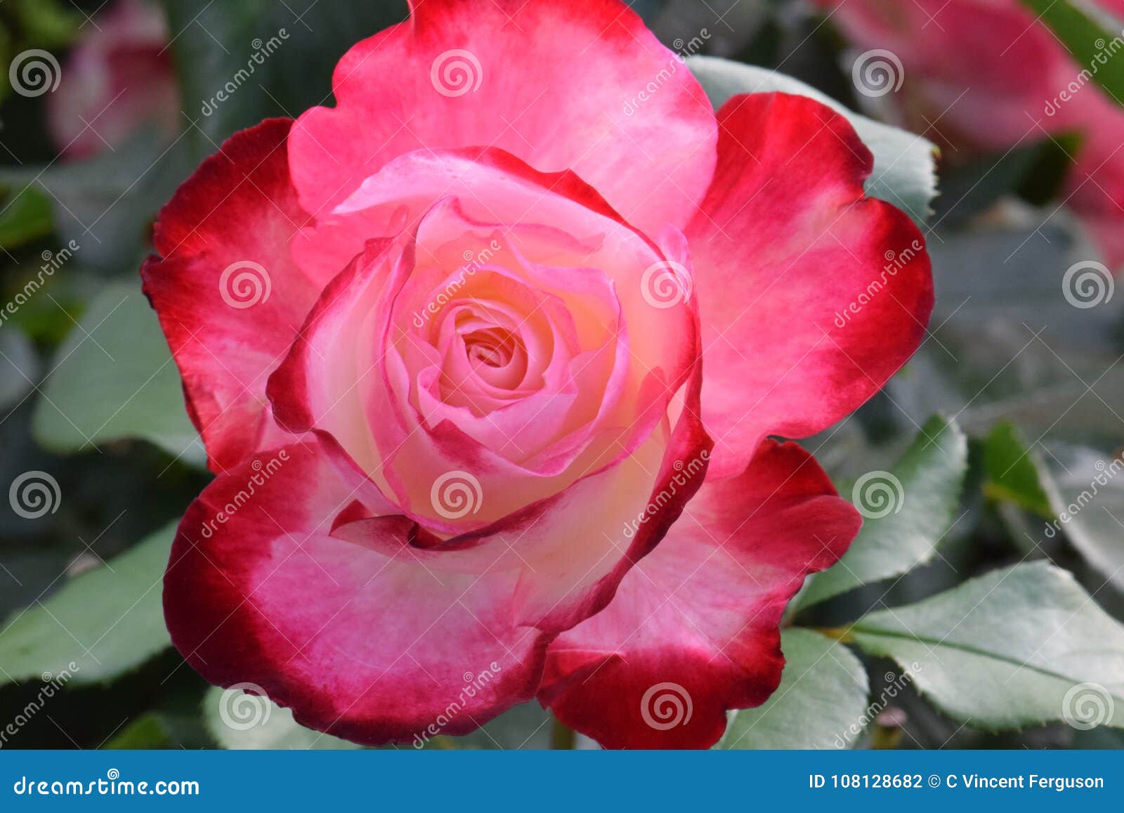 Cherry Parfait Rose Rojo Y Blanco Cremoso 03 Foto de archivo - Imagen ...