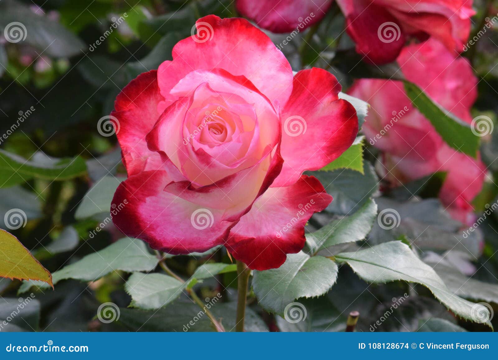 Cherry Parfait Rose Vermelho E Branco Cremoso 02 Foto de Stock - Imagem ...