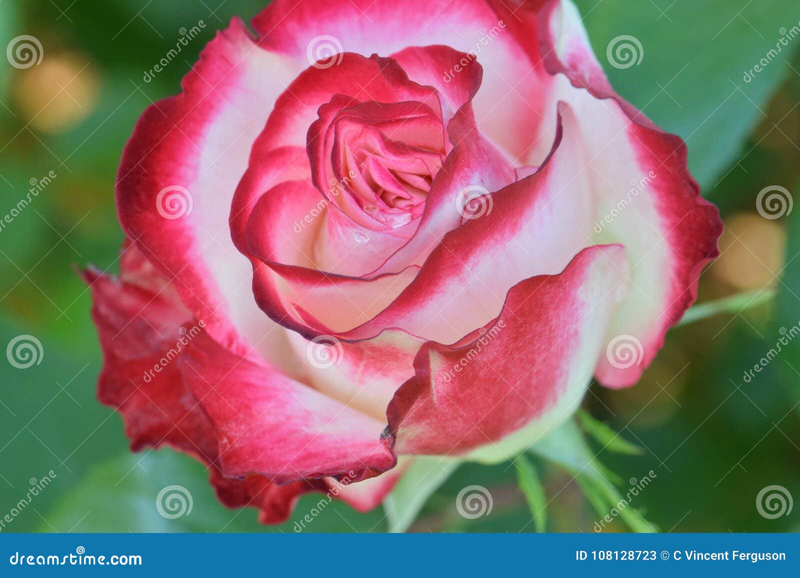 Cherry Parfait Rose Vermelho E Branco Cremoso Imagem de Stock - Imagem ...