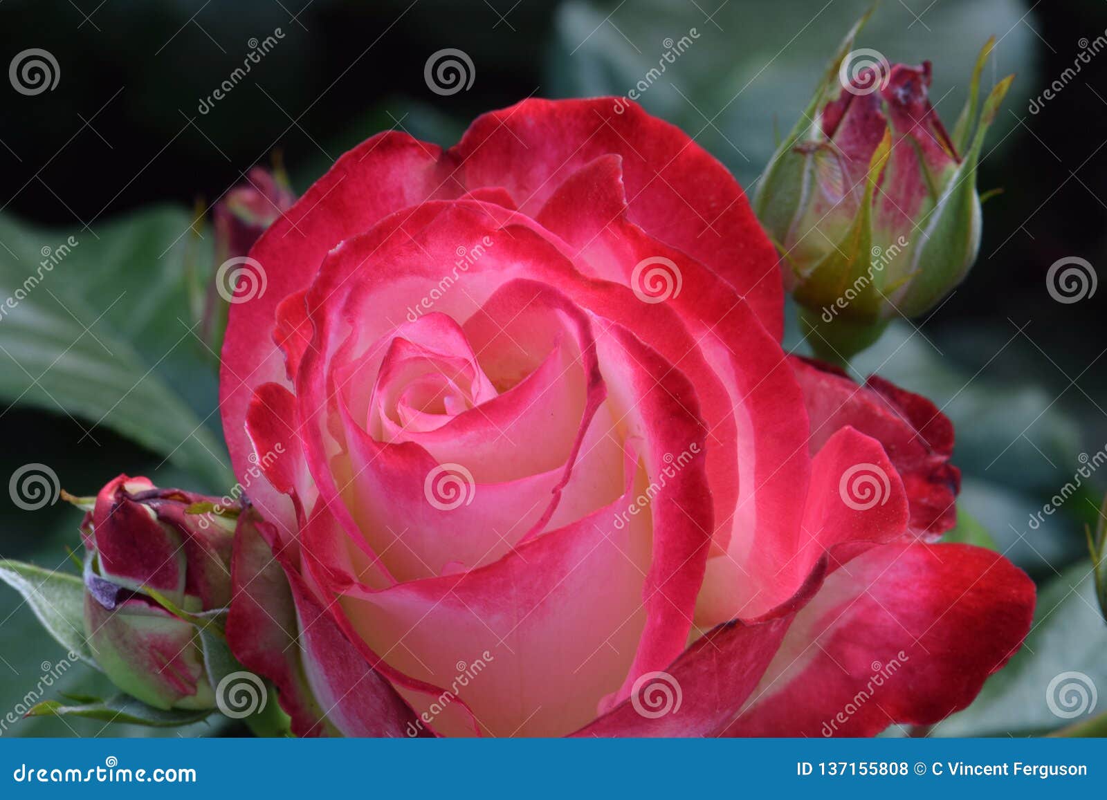 Cherry Parfait Rose Flower Bud 01 Stock Photo - Image of floral, garden ...
