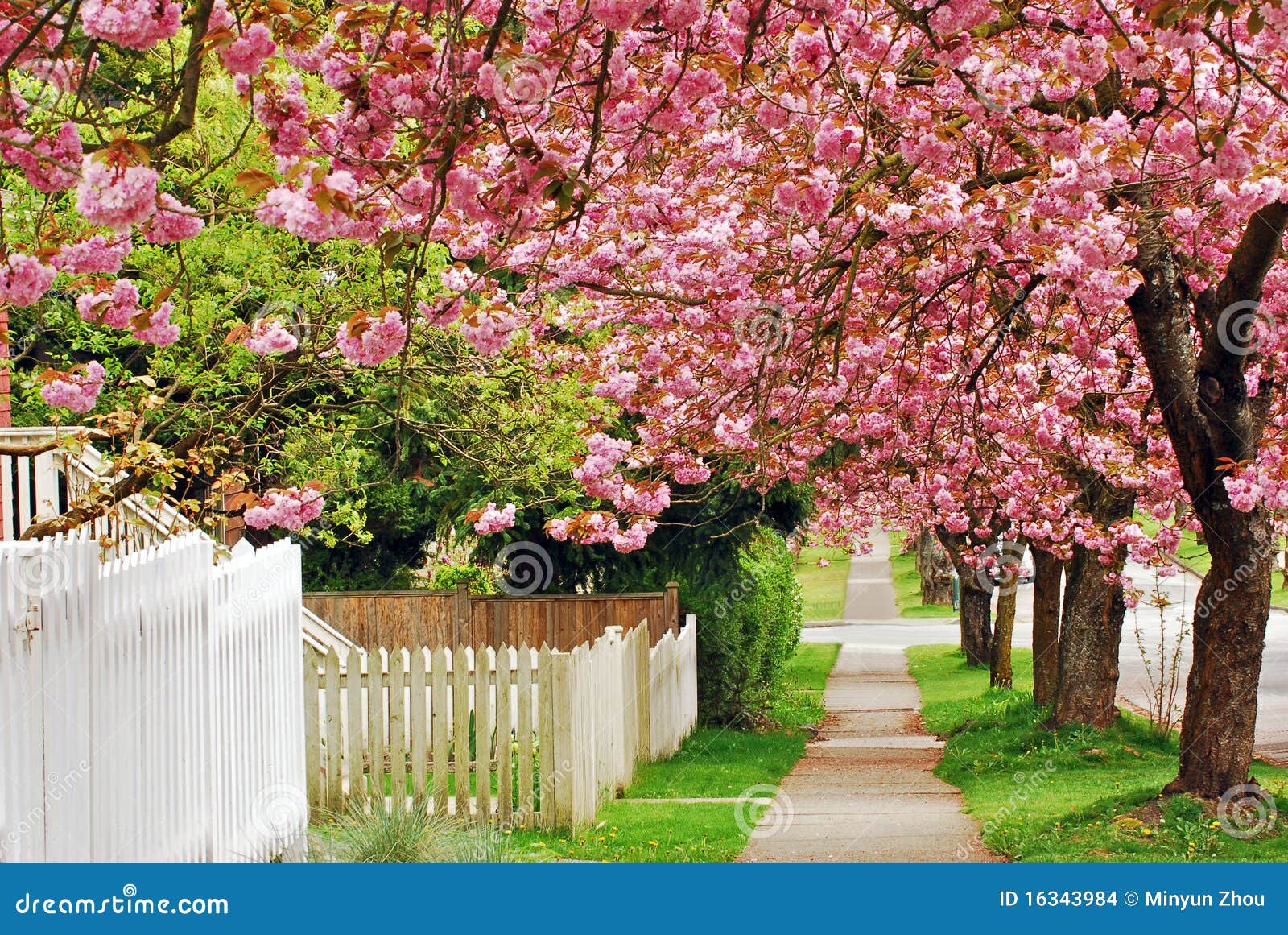 Cherry Path stock photo. Image of nature, outdoors, beauty - 16343984