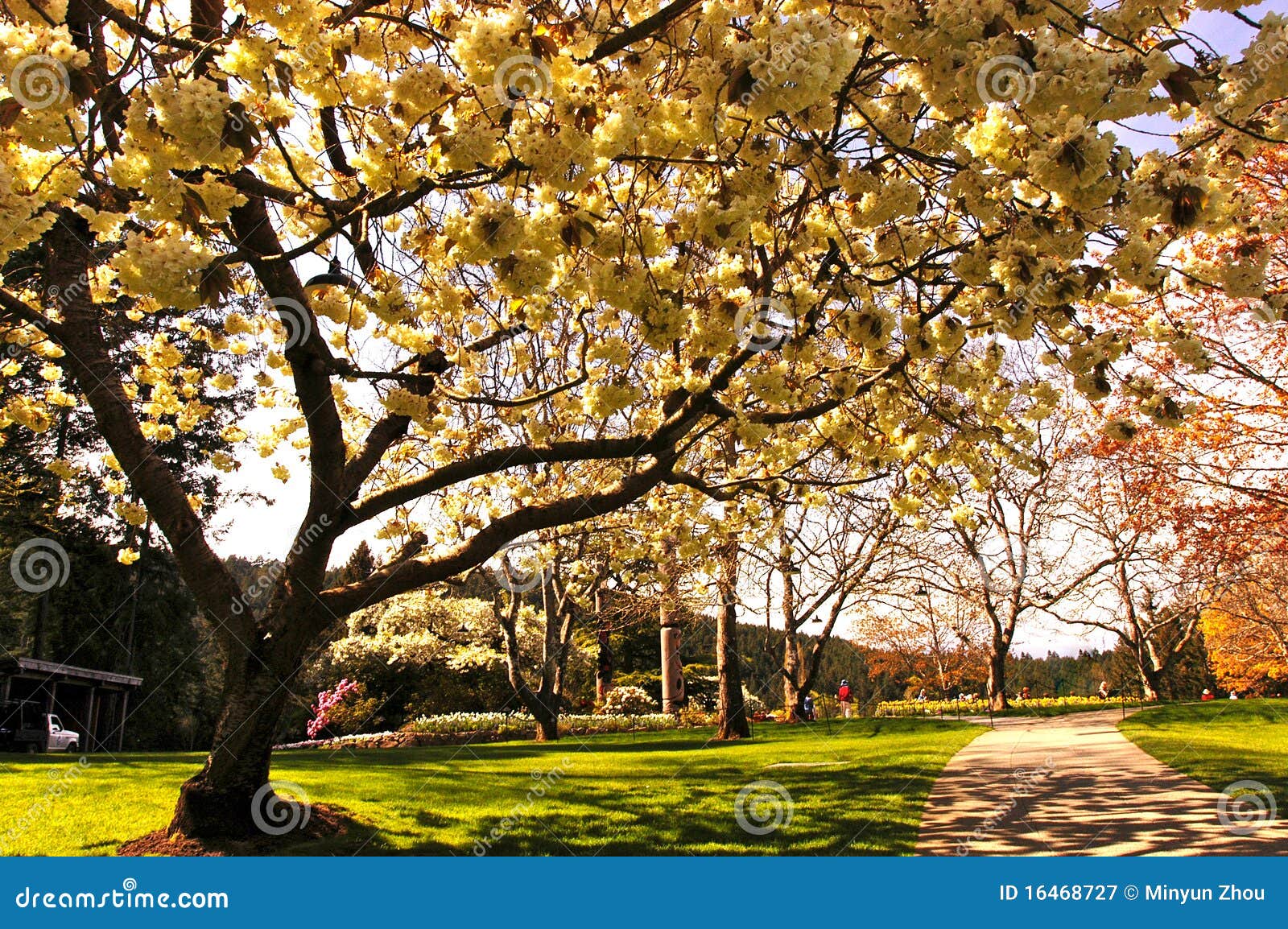 Cherry Path stock image. Image of nature, footpath, ecology - 16468727