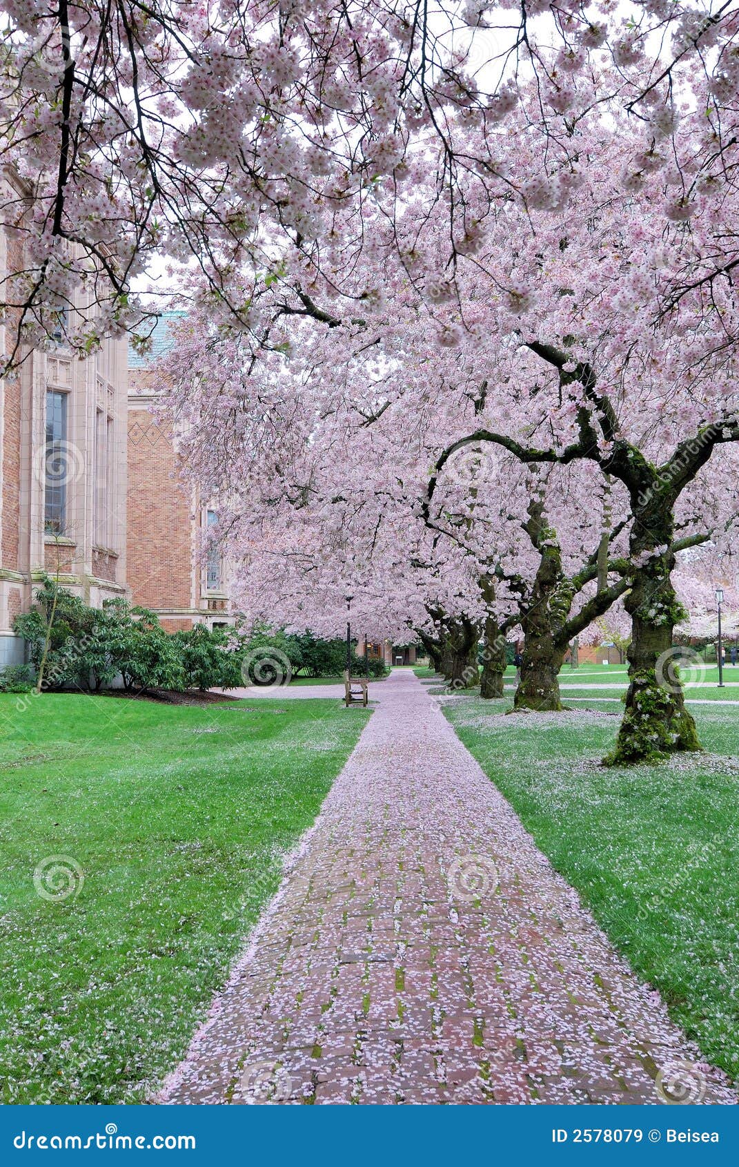 Cherry Path stock image. Image of yard, leave, school - 2578079