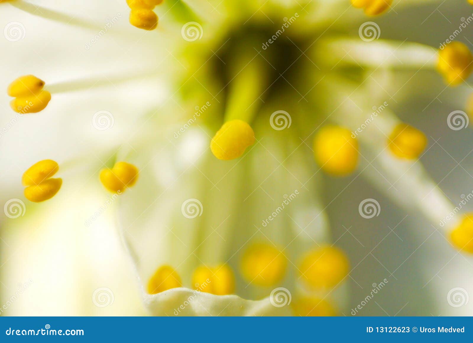 Cherry petal abstract stock image. Image of beauty, floral - 13122623