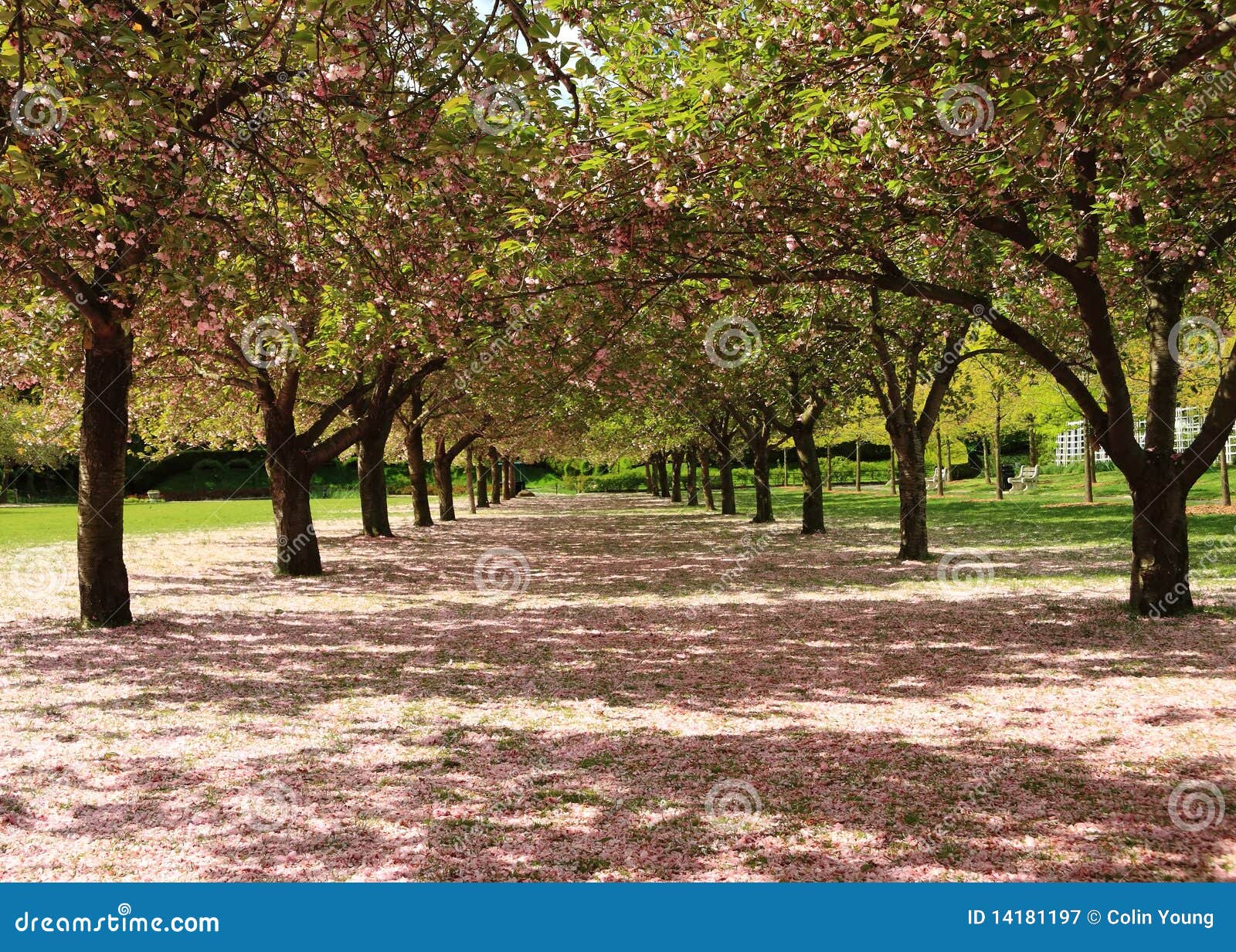 Cherry Petal Path stock image. Image of blooming, blossoms - 14181197