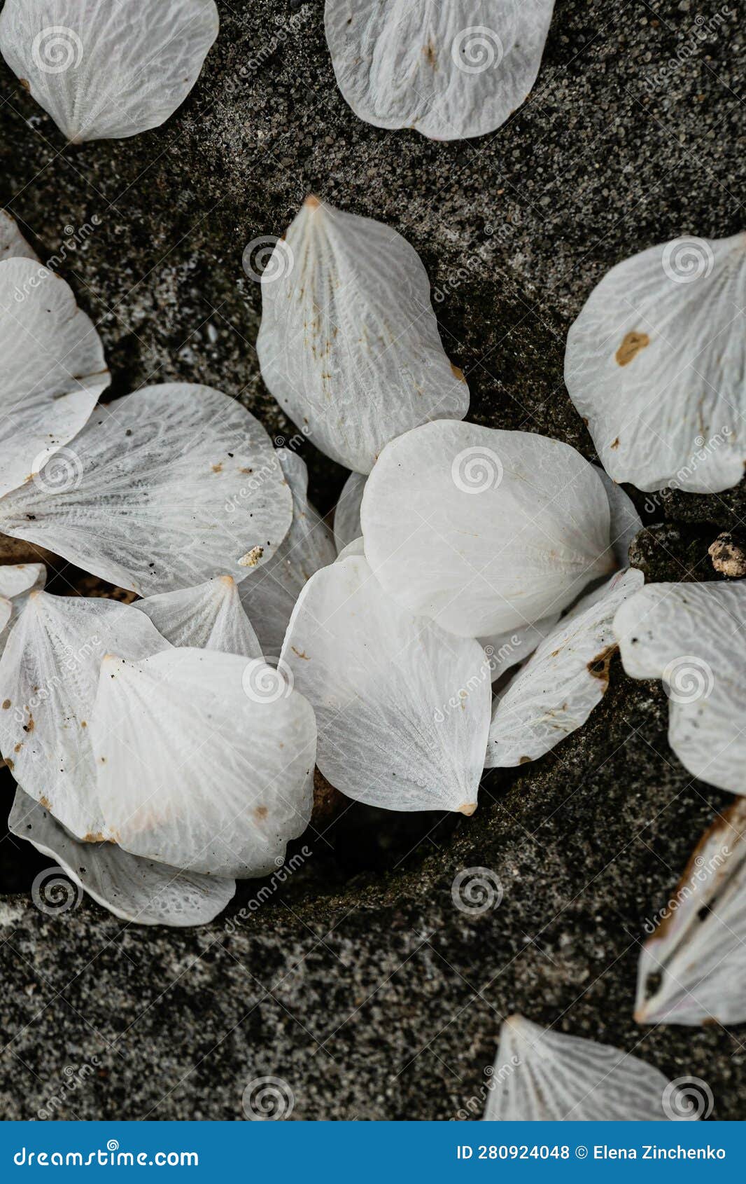 Cherry Petals on the Ground, Crumbled, Aging Stock Photo - Image of ...