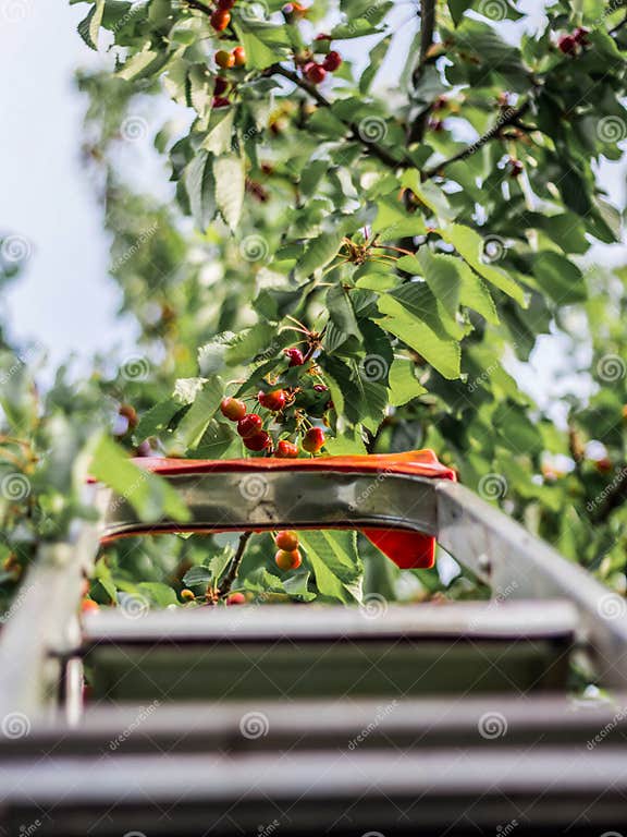 Cherry picking stock image. Image of harvest, cherry - 120300033