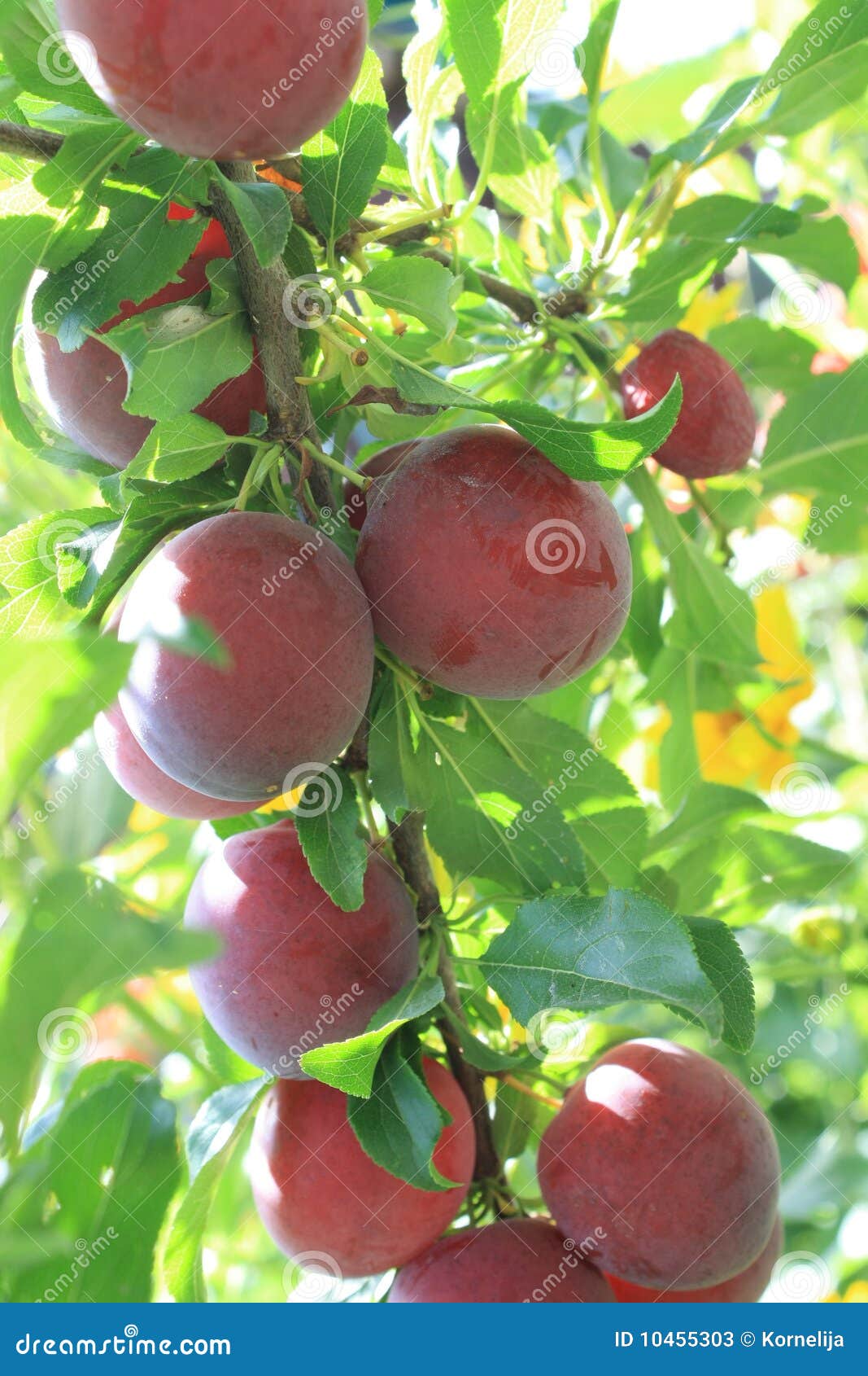 Cherry plum stock image. Image of nature, ripe, plant - 10455303