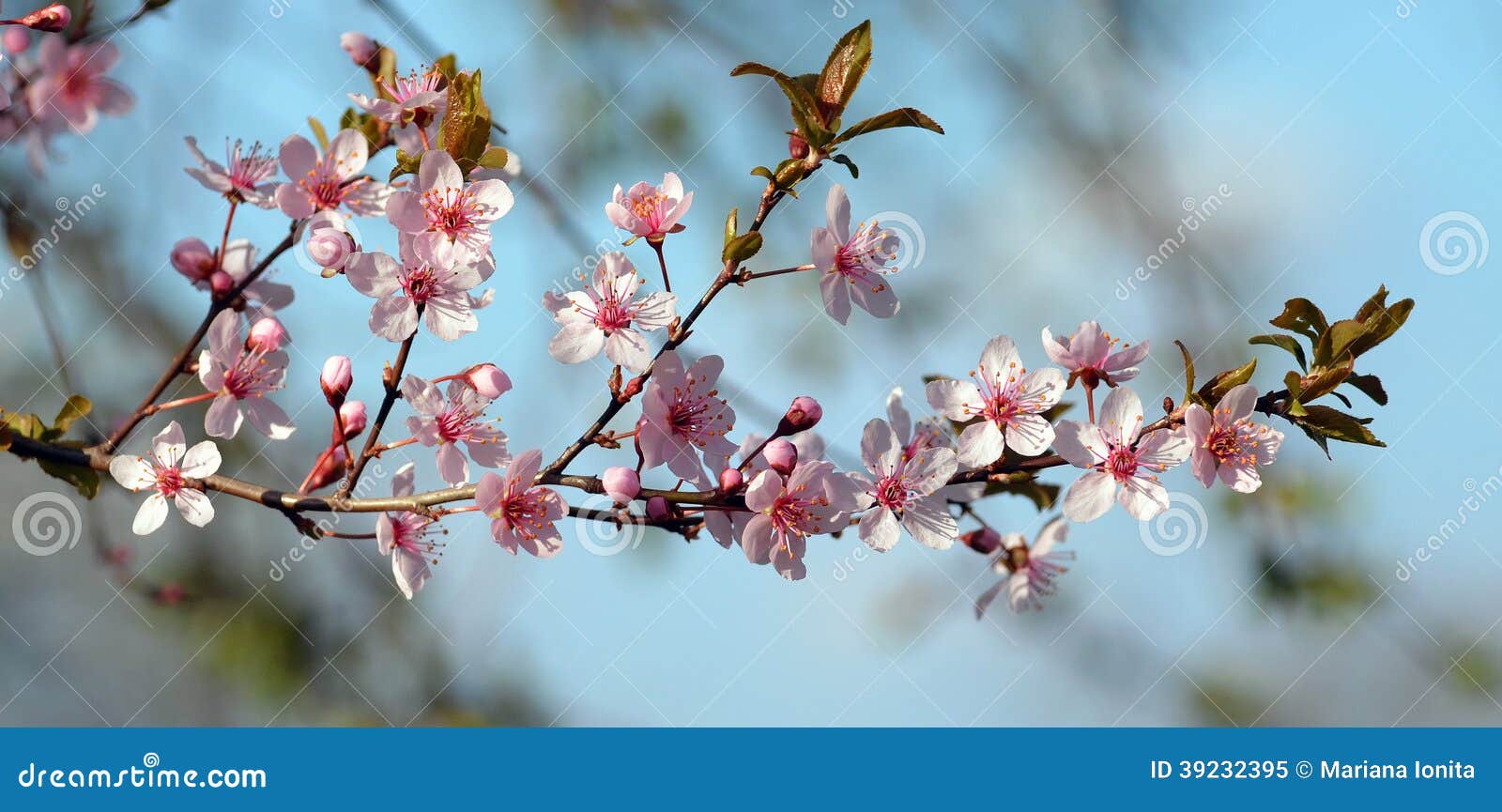 Cherry Plum Branch in Blossom Stock Image - Image of spring, plum: 39232395