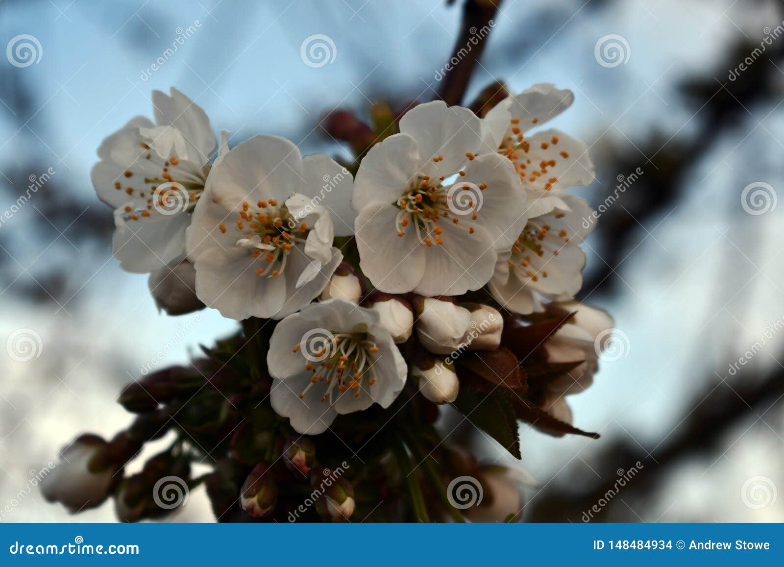 A Cherry, Plum and Peach Blossoms Stock Photo - Image of pink, bloom ...