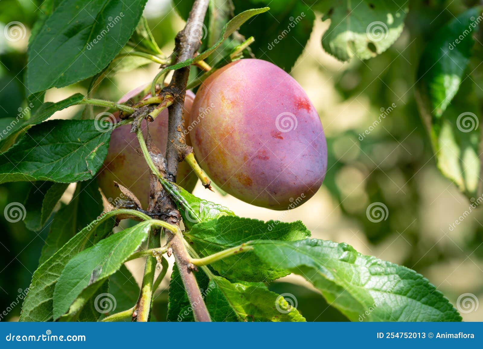 Cherry Plum on a Tree in Autumn Stock Image - Image of agriculture ...