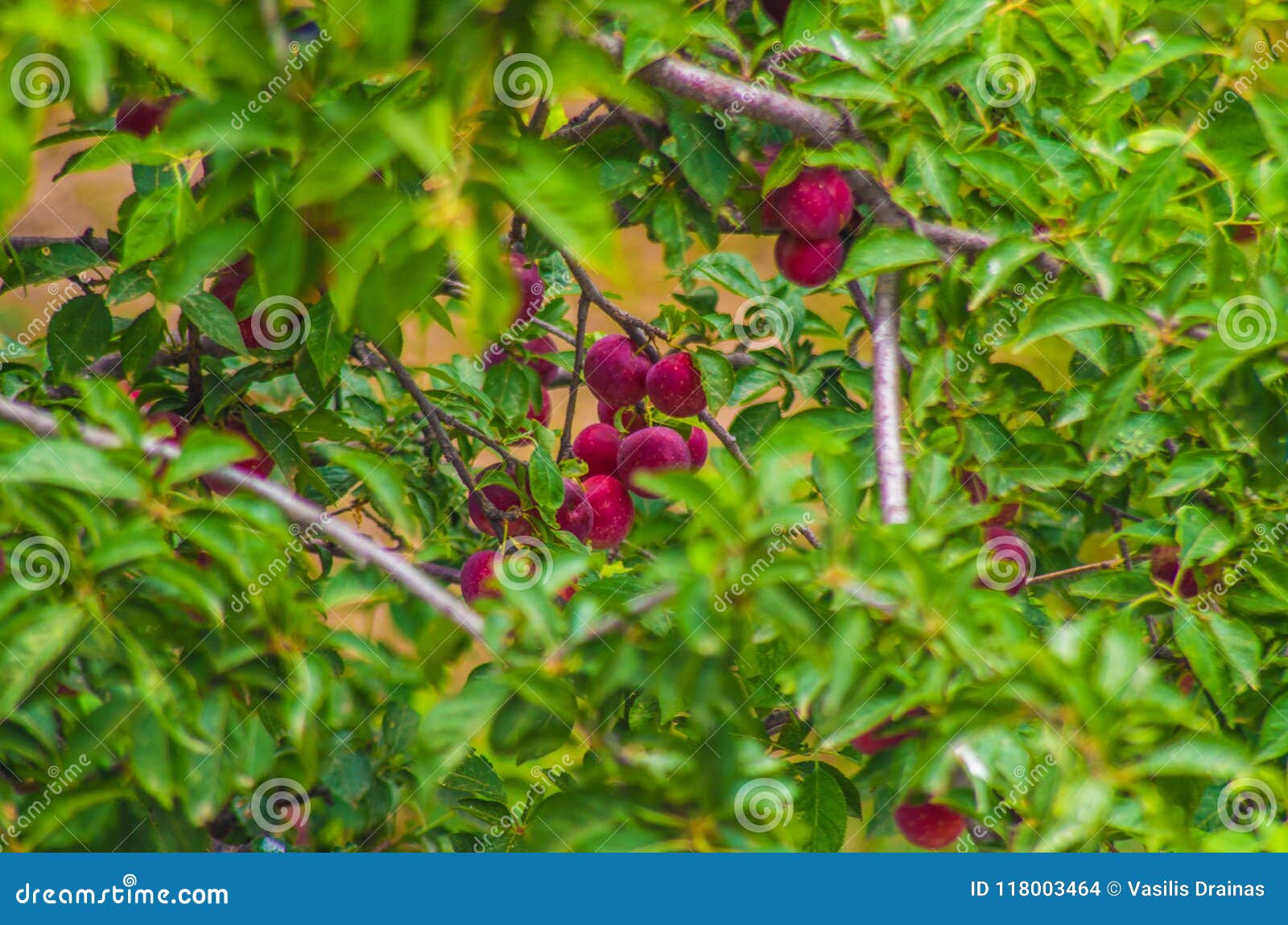 Cherry Plum Tree Loaded with Fruits Stock Photo - Image of colors, tree ...