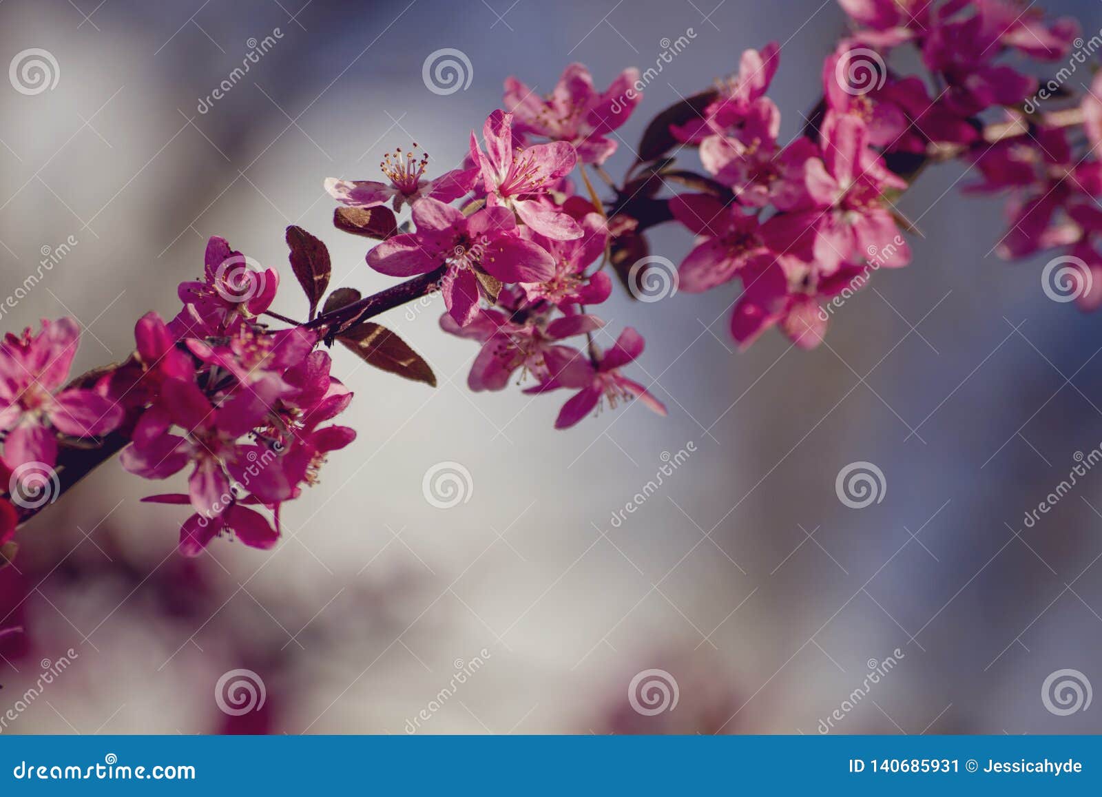 Cherry Plum Tree Pink Flowers Stock Image - Image of cherry, flowers ...