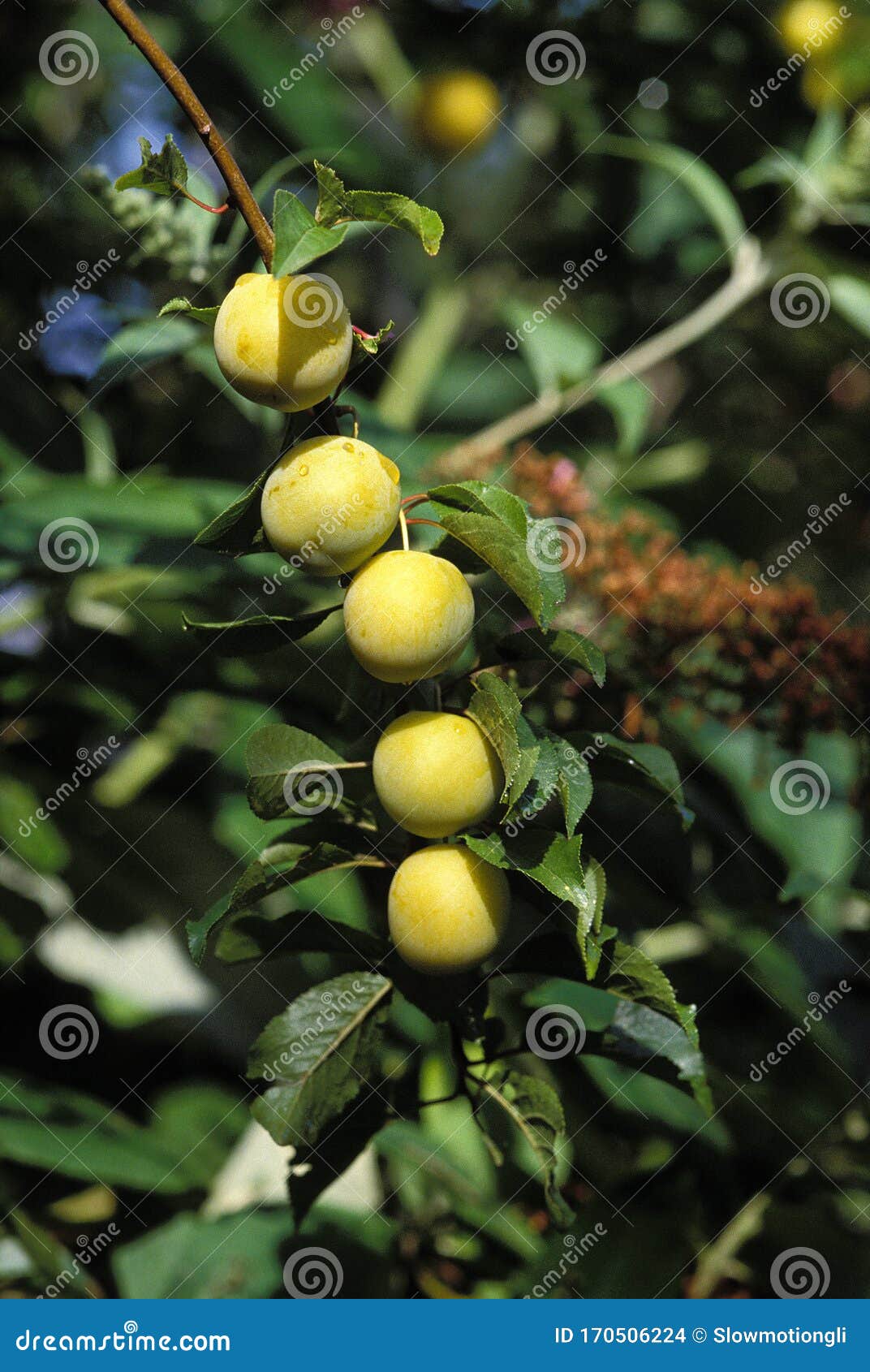 MIRABELLIER stock photo. Image of cultivation, tree - 170506224