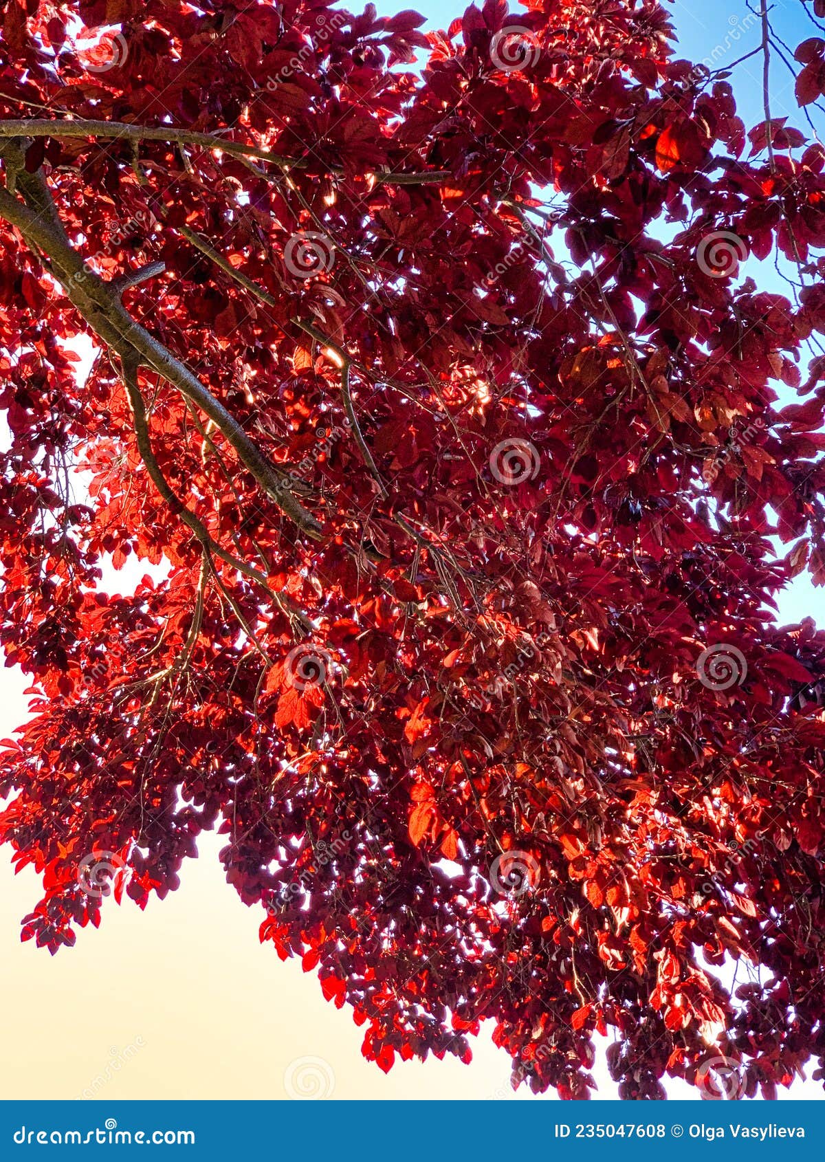 Cherry Plum Tree with Red Leaves Stock Photo - Image of botany ...