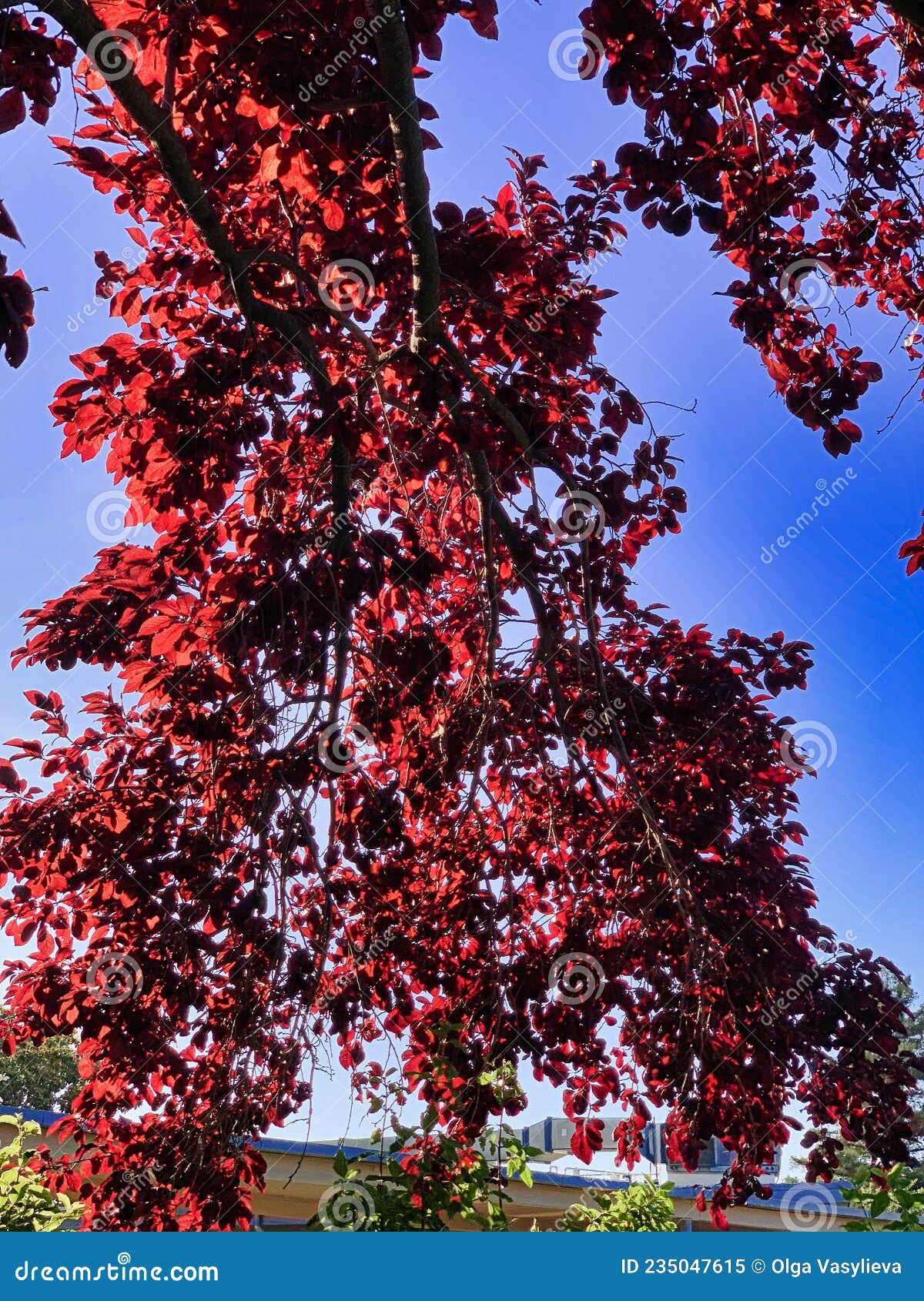 Cherry Plum Tree with Red Leaves Stock Image - Image of multi, sunlight ...