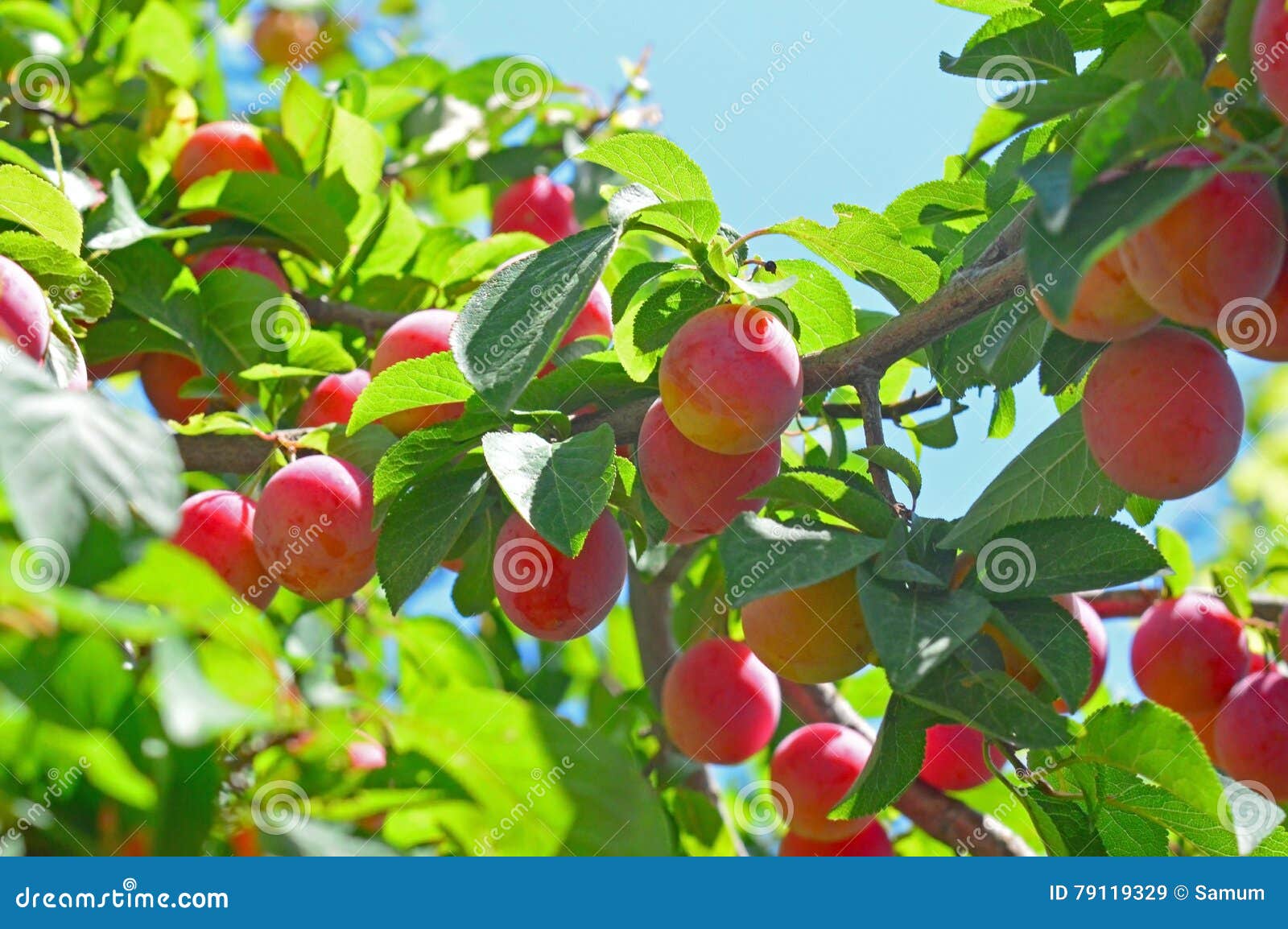 Cherry-plums on the Plum Tree Stock Image - Image of gather, fall: 79119329