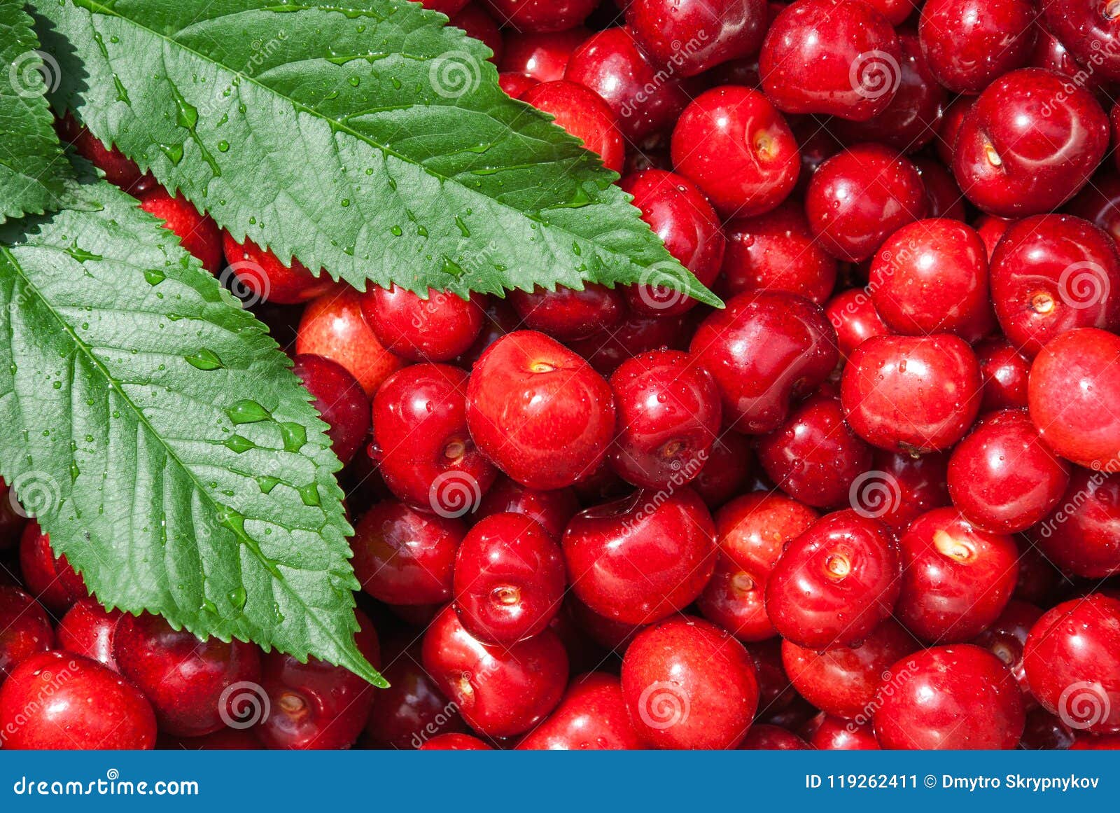 Cherry. Red Fresh Bunch of Cherries Stock Image - Image of dessert ...