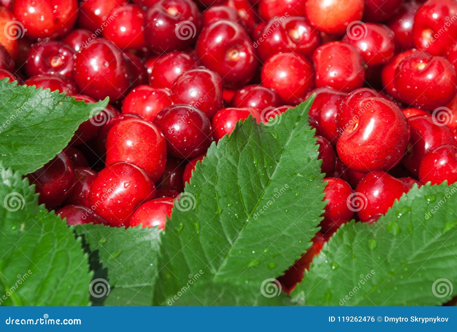 Cherry. Red Fresh Bunch of Cherries Stock Photo - Image of cherry ...