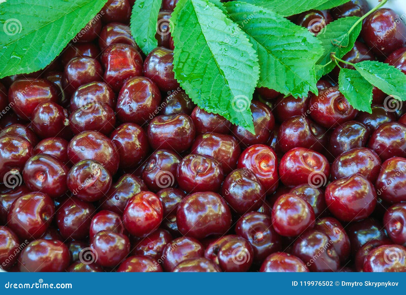 Cherry. Red Fresh Bunch of Cherries Stock Photo - Image of fruitarians ...