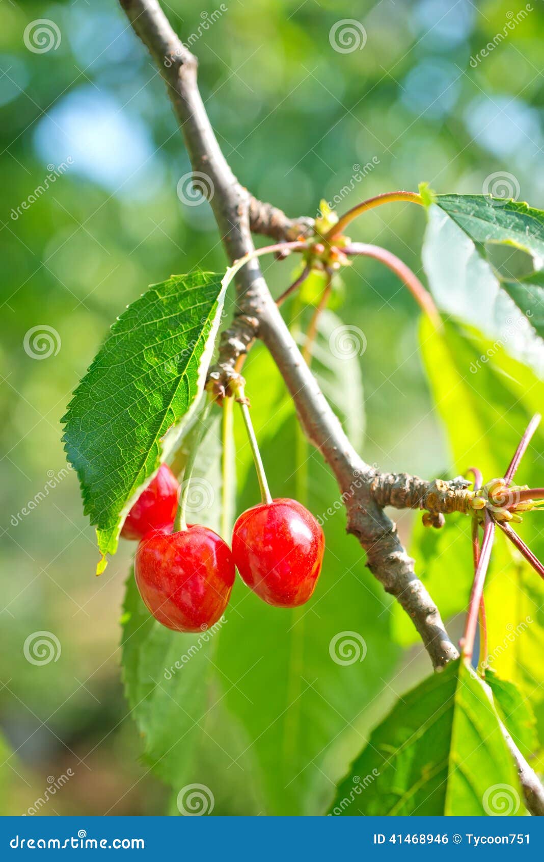 Cherry stock photo. Image of rural, ripe, freshness, branch - 41468946