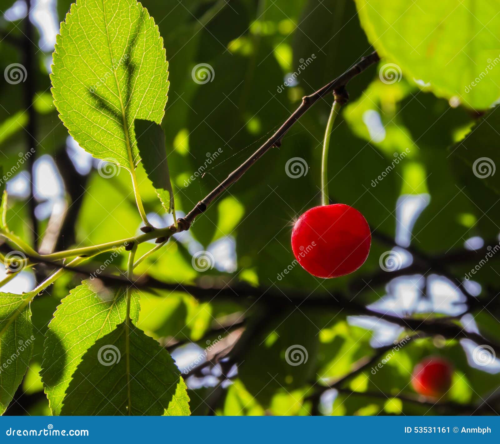 Cherry stock image. Image of plant, vegetable, food, healthy - 53531161