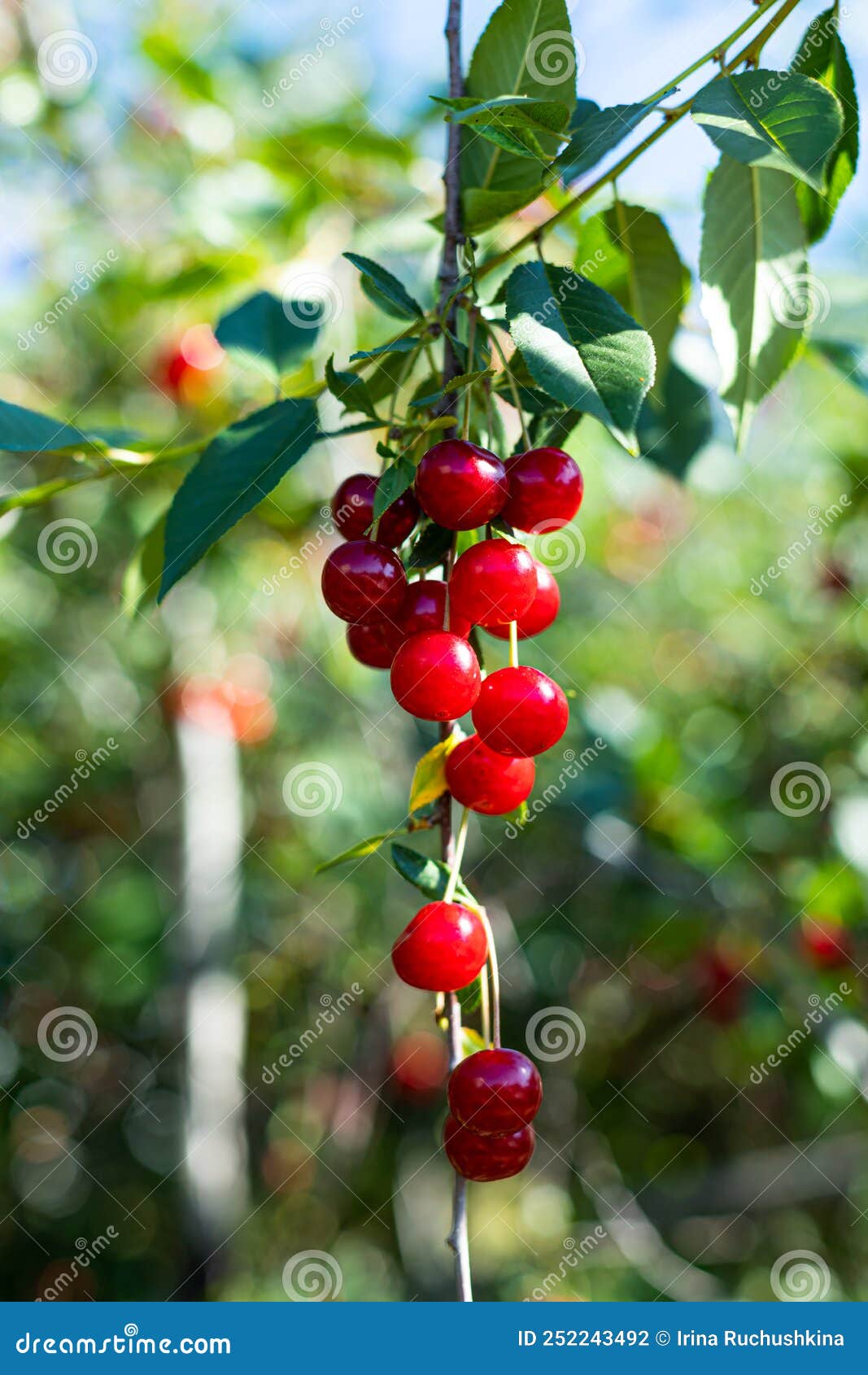 Cherry Ripe Dark Red, Natural Stock Photo - Image of sweet, leaves ...