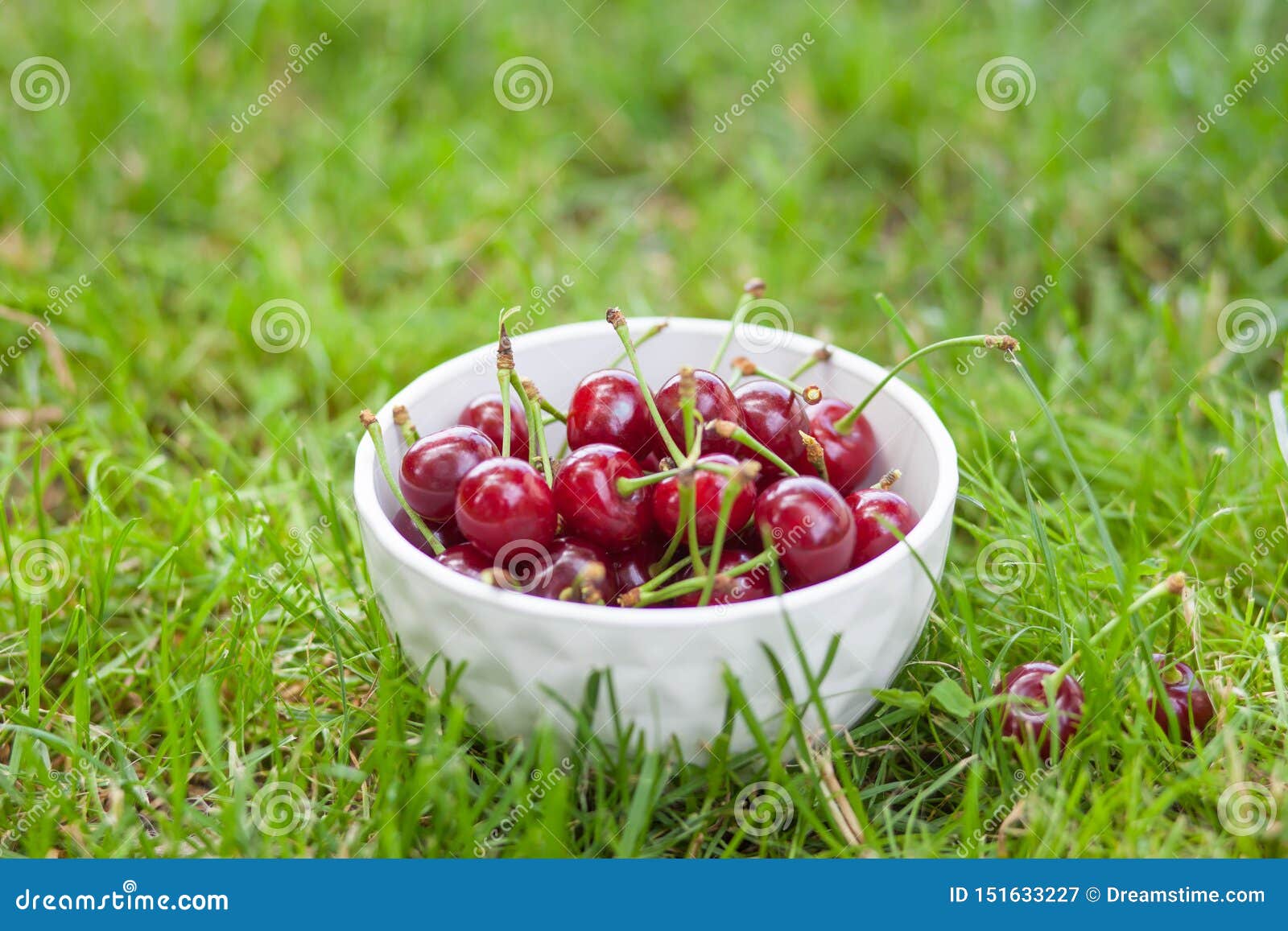 Cherry Ripe Large in a Plate on the Grass Stock Image - Image of garden ...