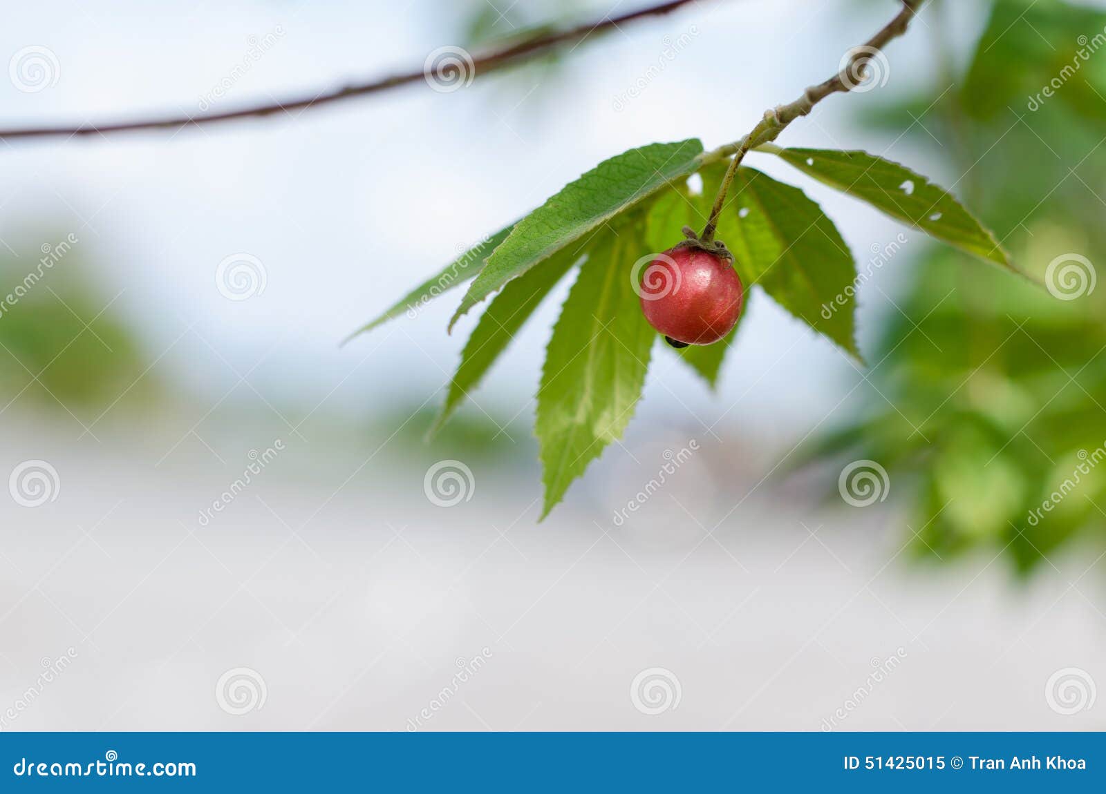 Malayan cherry stock image. Image of green, nature, tree - 51425015