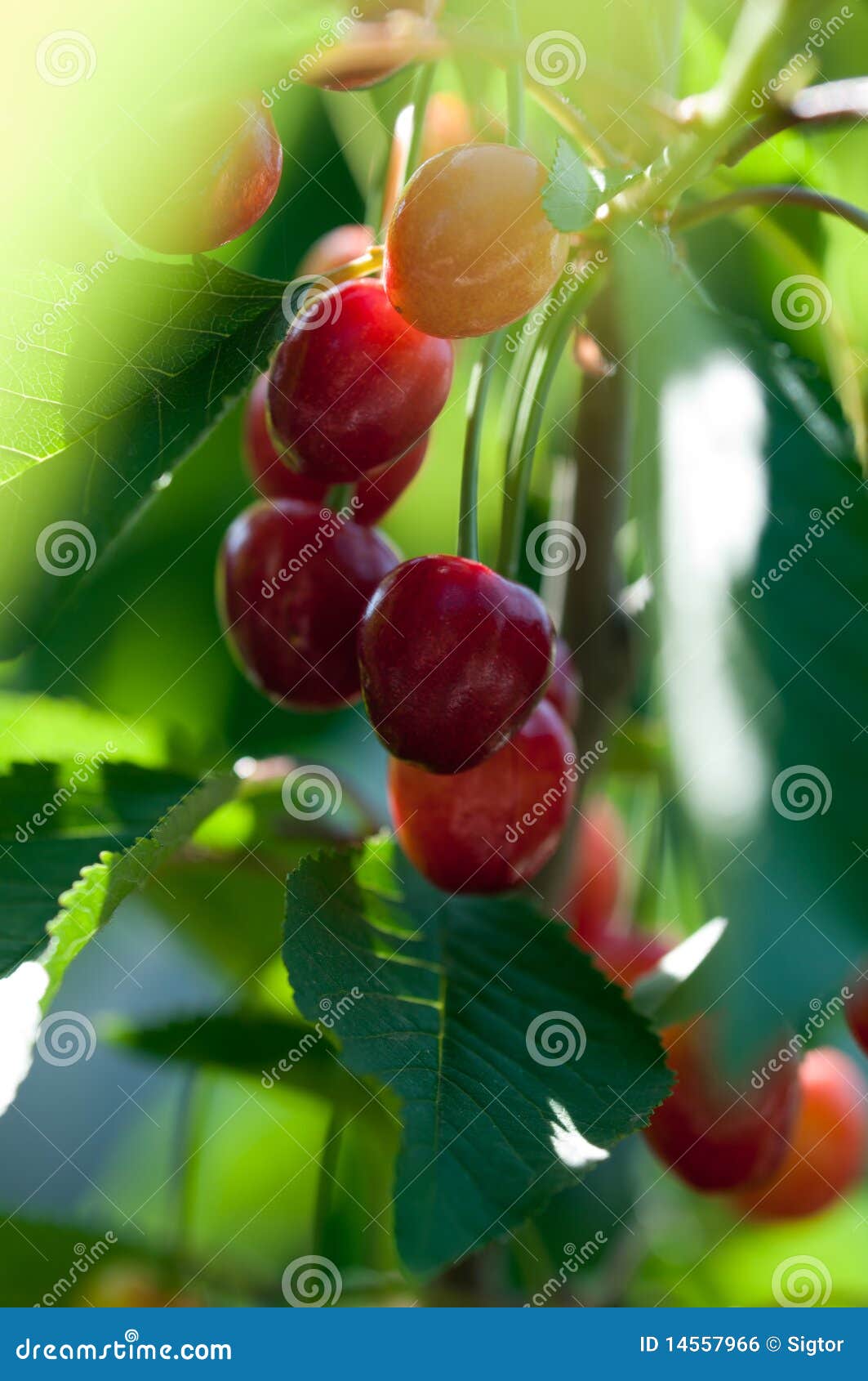 Cherry s on branch stock photo. Image of fruit, cherry - 14557966