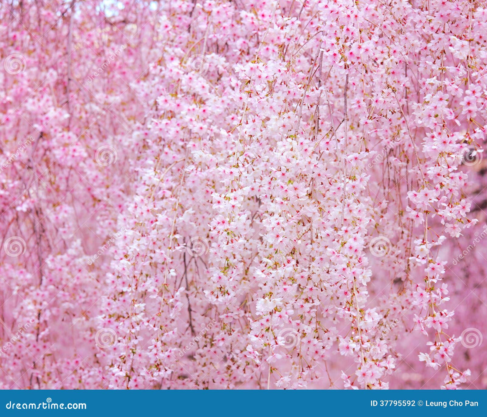 Cherry sakura stock photo. Image of petal, sakura, color - 37795592