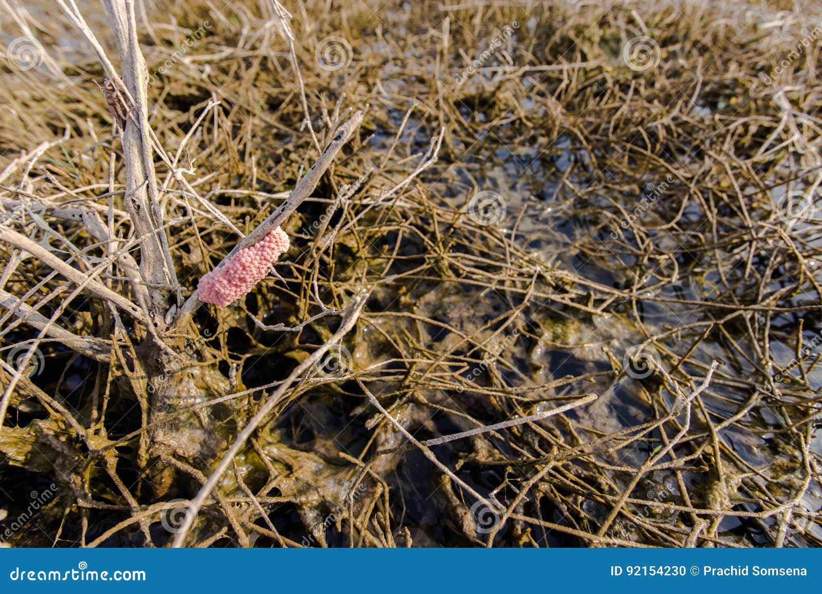 Cherry shells stock photo. Image of river, brown, colorful - 92154230